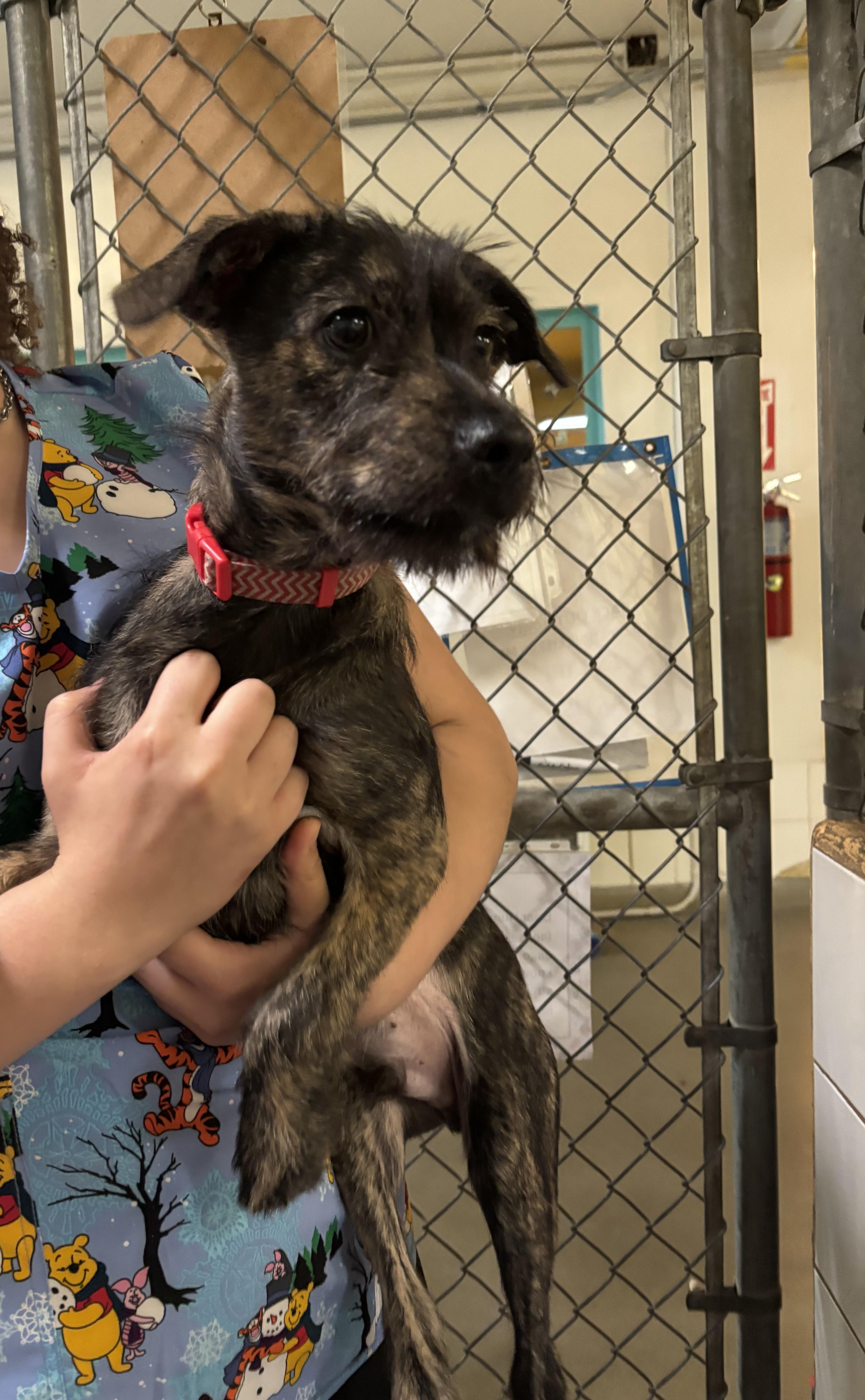 Dog for adoption - Ken 5925, a Labrador Retriever Mix in Boca Raton, FL ...