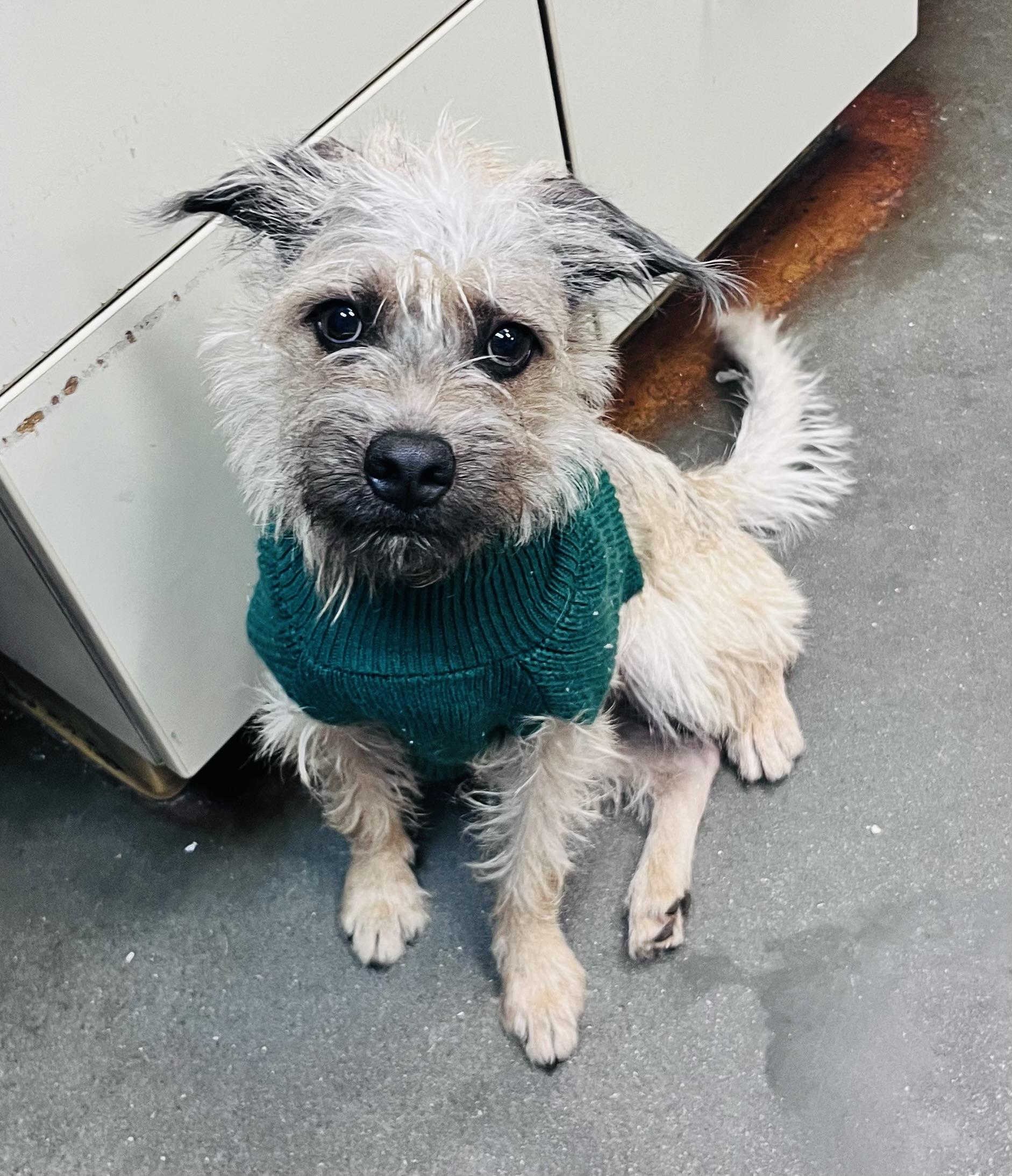 Jon - Adoptable Pet | Petfinder | Petfinder