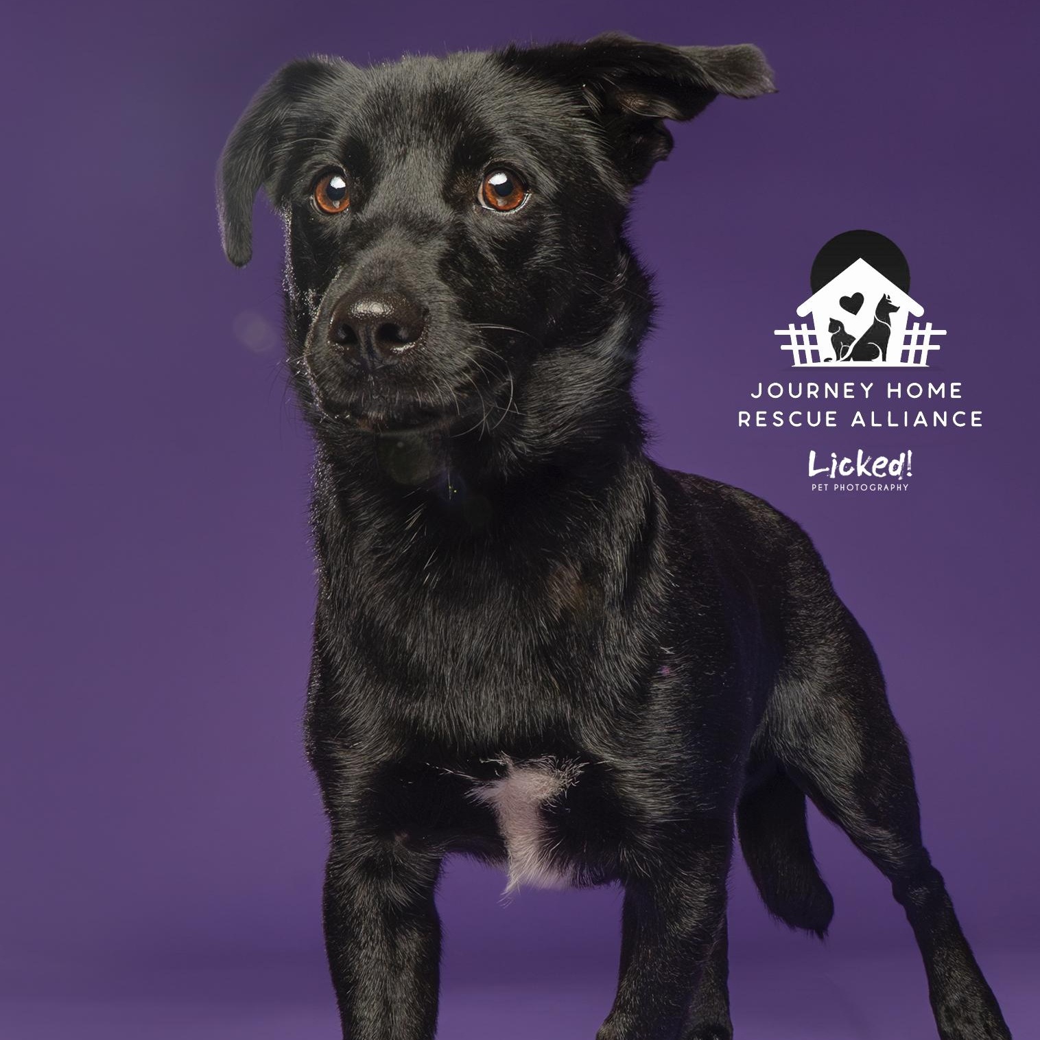 Dog for adoption - Bear “lil bit”, a Mixed Breed in Wando, SC | Petfinder