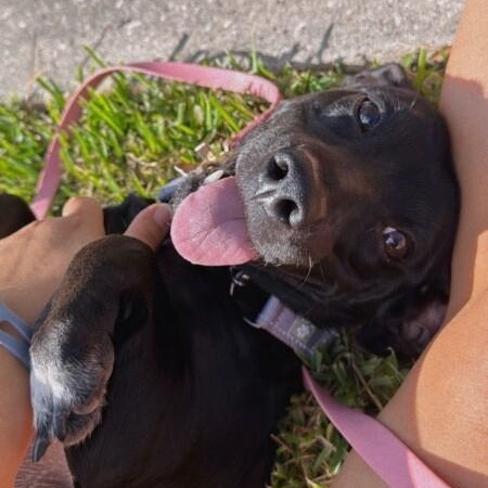 Dog for adoption - Winnie the Wiener Dog, a Dachshund & Labrador ...