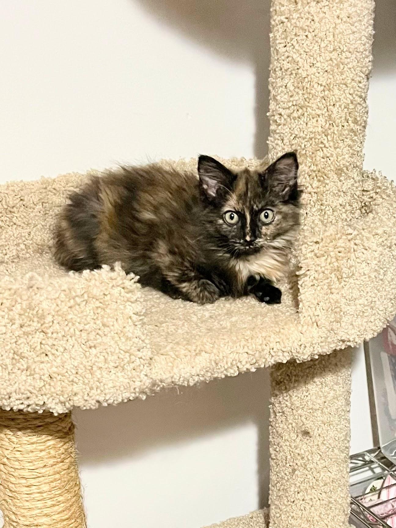 Cat for adoption - Bonita, a Domestic Medium Hair in Murfreesboro, TN ...