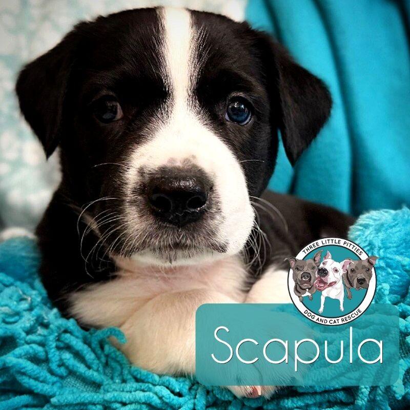Dog for adoption - Scapula Bones, a Pit Bull Terrier & Labrador ...