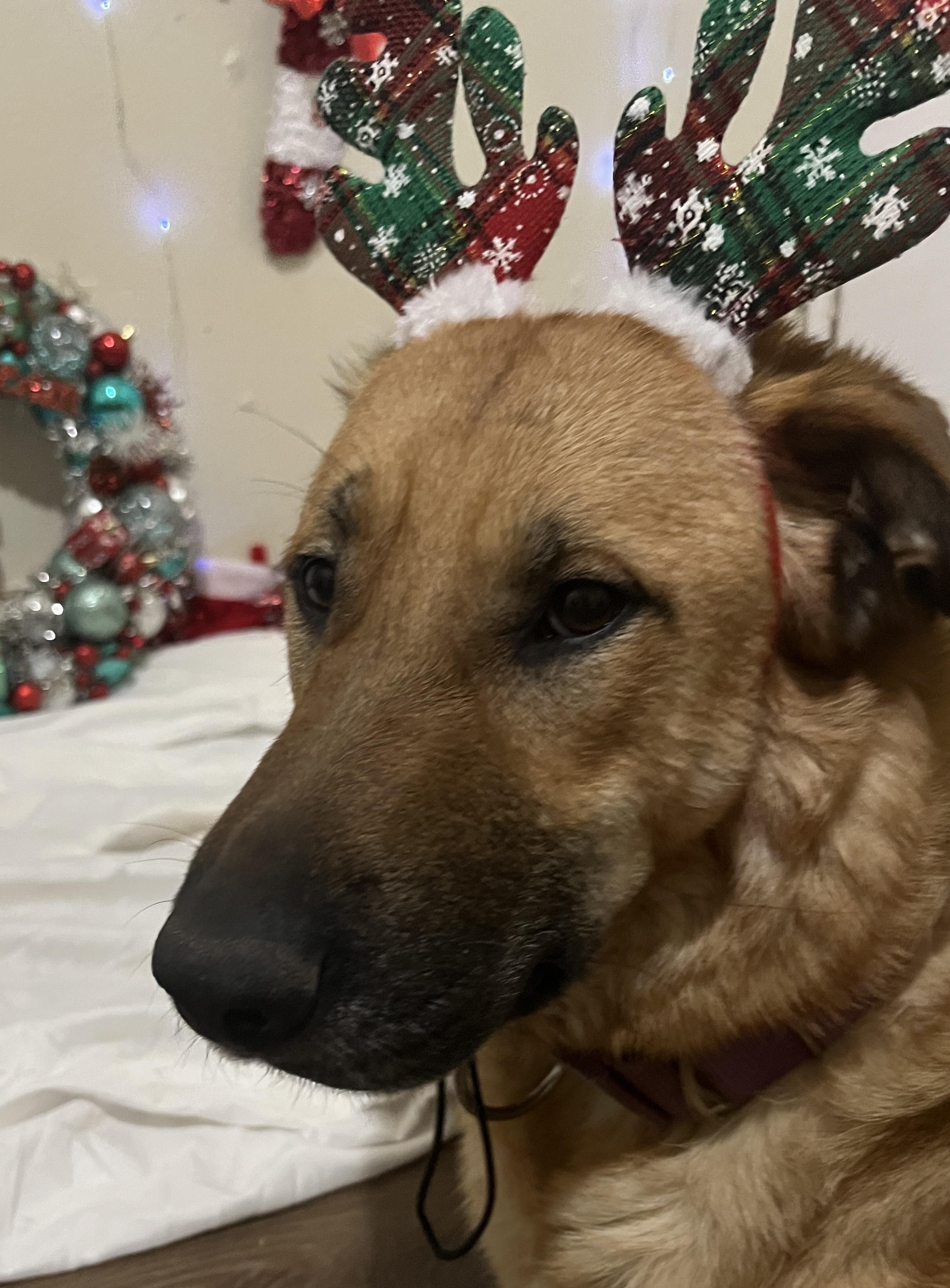 Dog for adoption - Remi girl, a German Shepherd Dog Mix in Scottsville ...