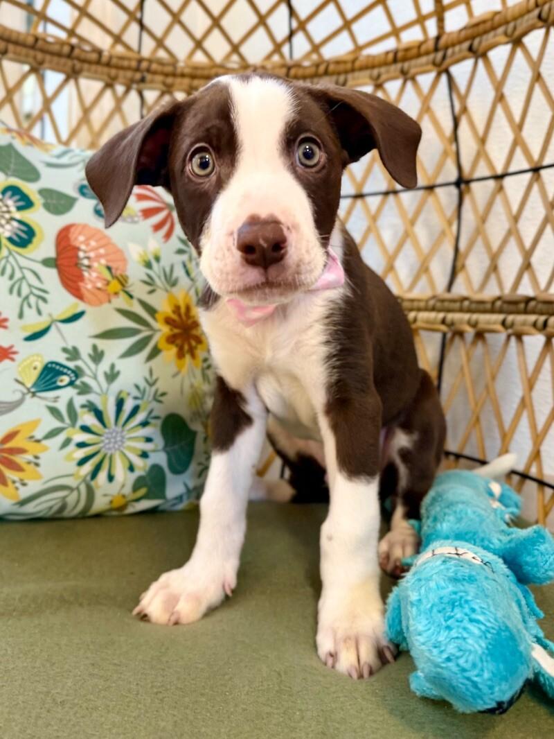 Dog for adoption - Scout White, a German Shorthaired Pointer & Pit Bull ...