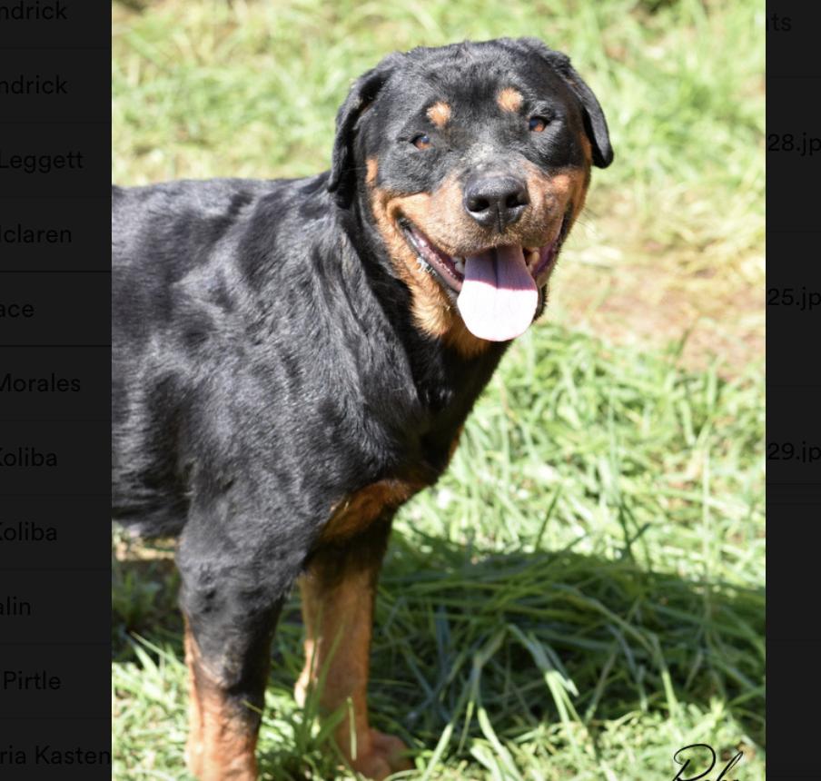 Dog for adoption - Reba, a Rottweiler in Boston, MA | Petfinder