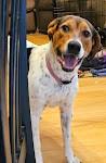 Dog for adoption - SUZY - I'm a Charmer!, a Beagle & English Pointer ...