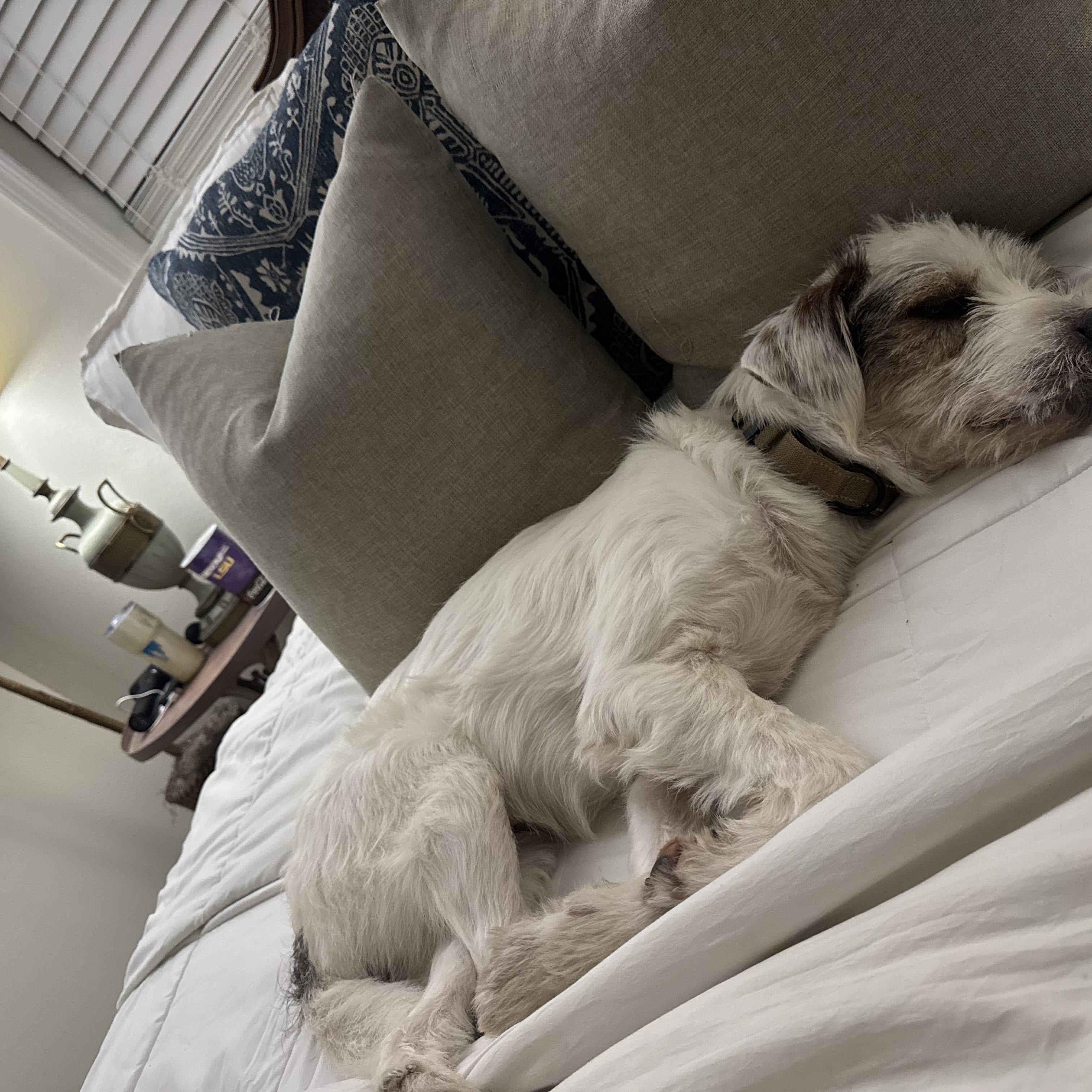 Fergus - Adoptable Pet | Petfinder | Petfinder