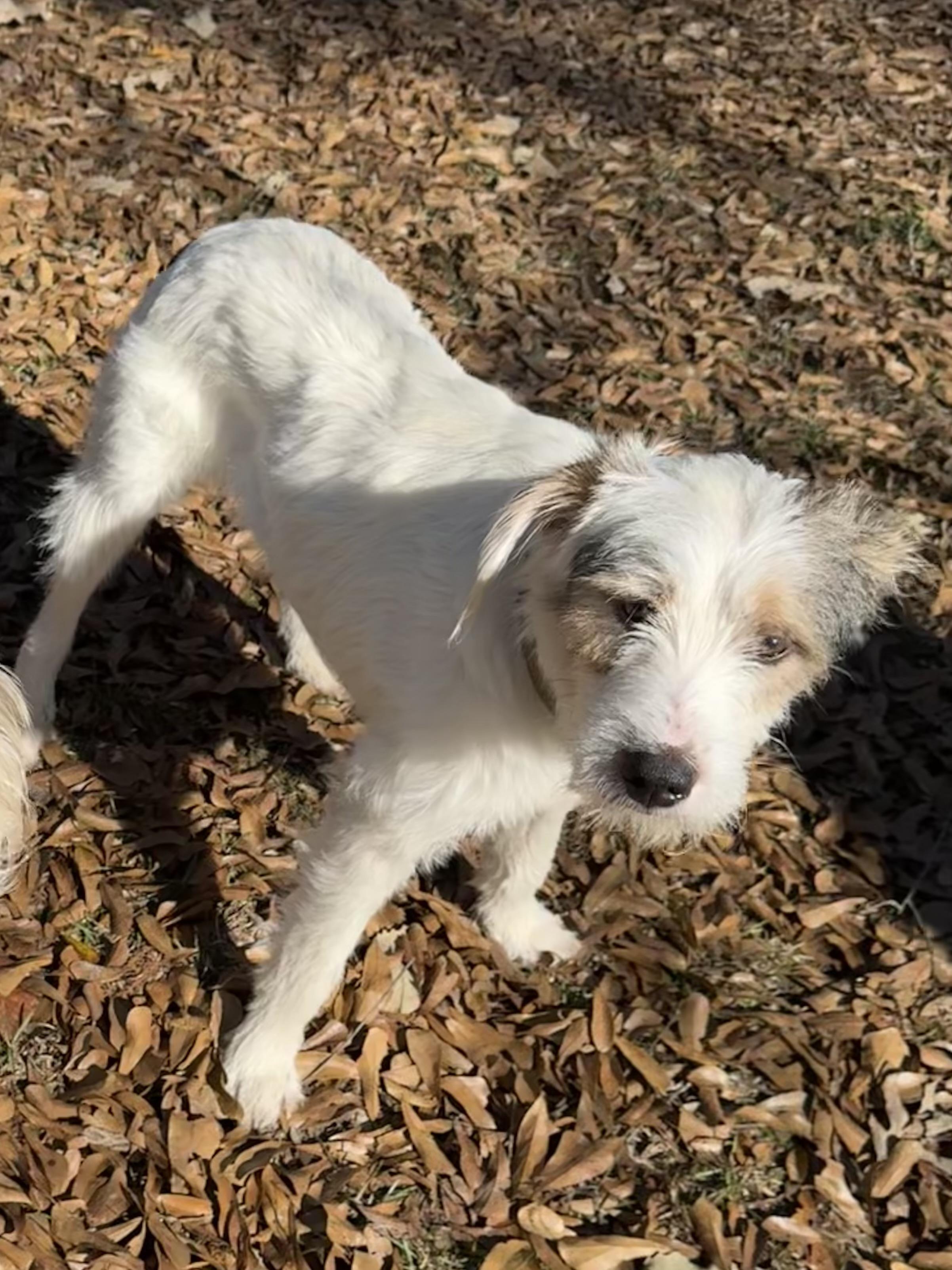 Fergus - Adoptable Pet | Petfinder | Petfinder