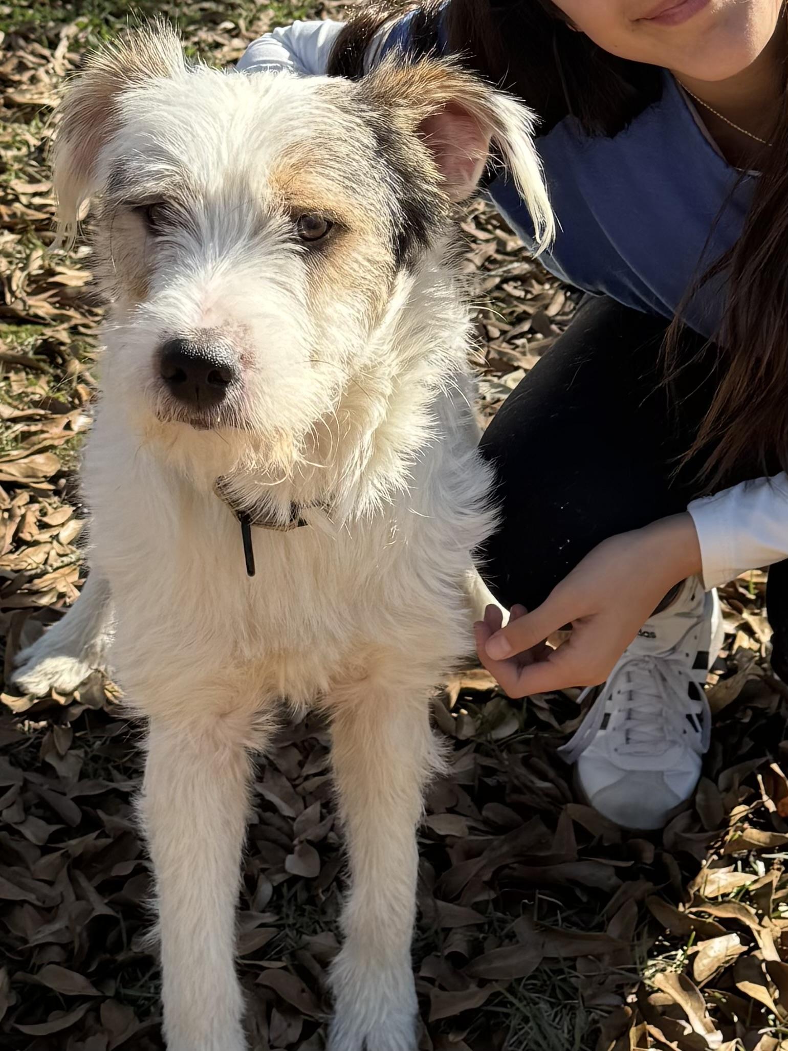 Fergus - Adoptable Pet | Petfinder | Petfinder