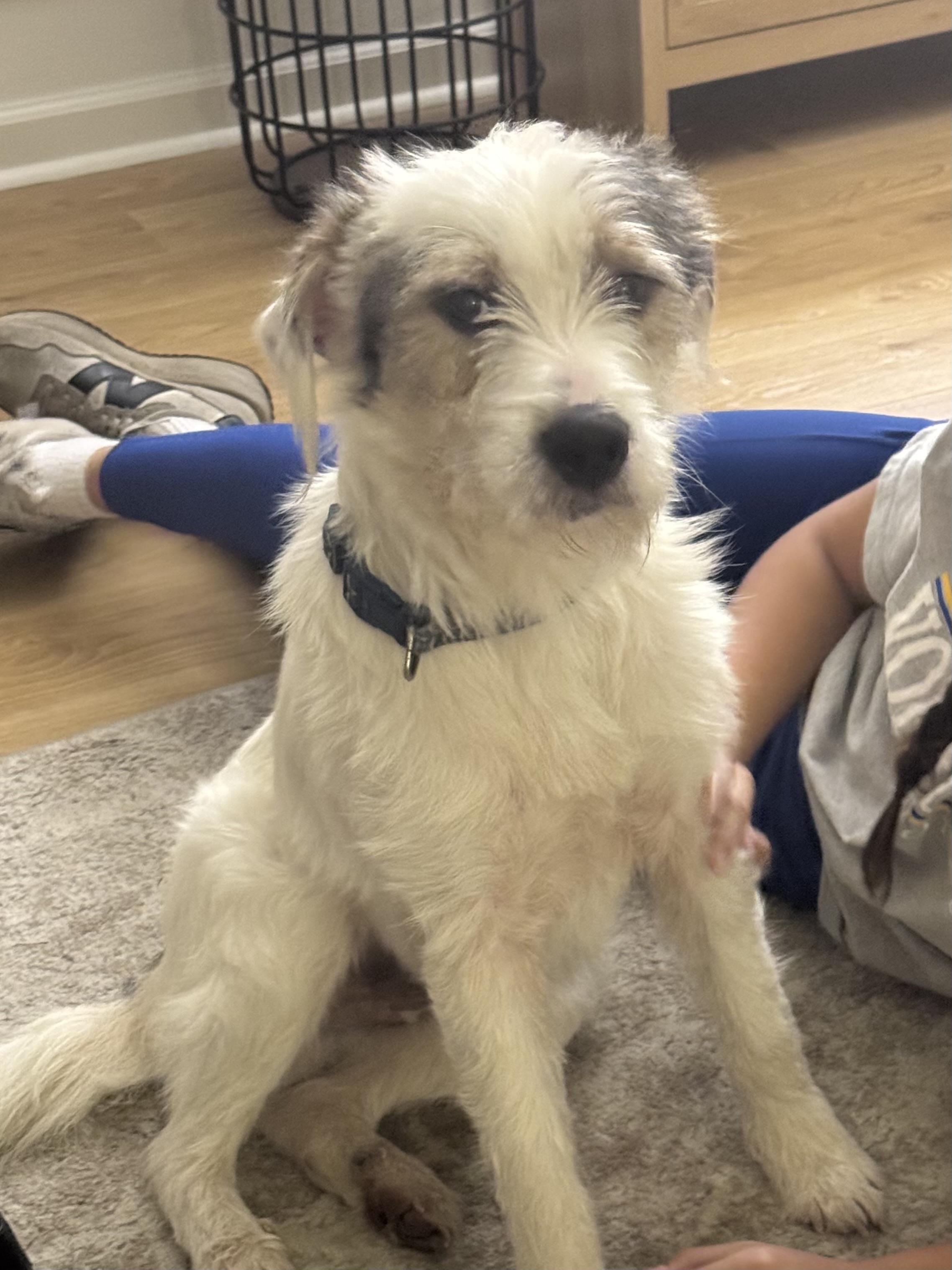 Fergus - Adoptable Pet | Petfinder | Petfinder