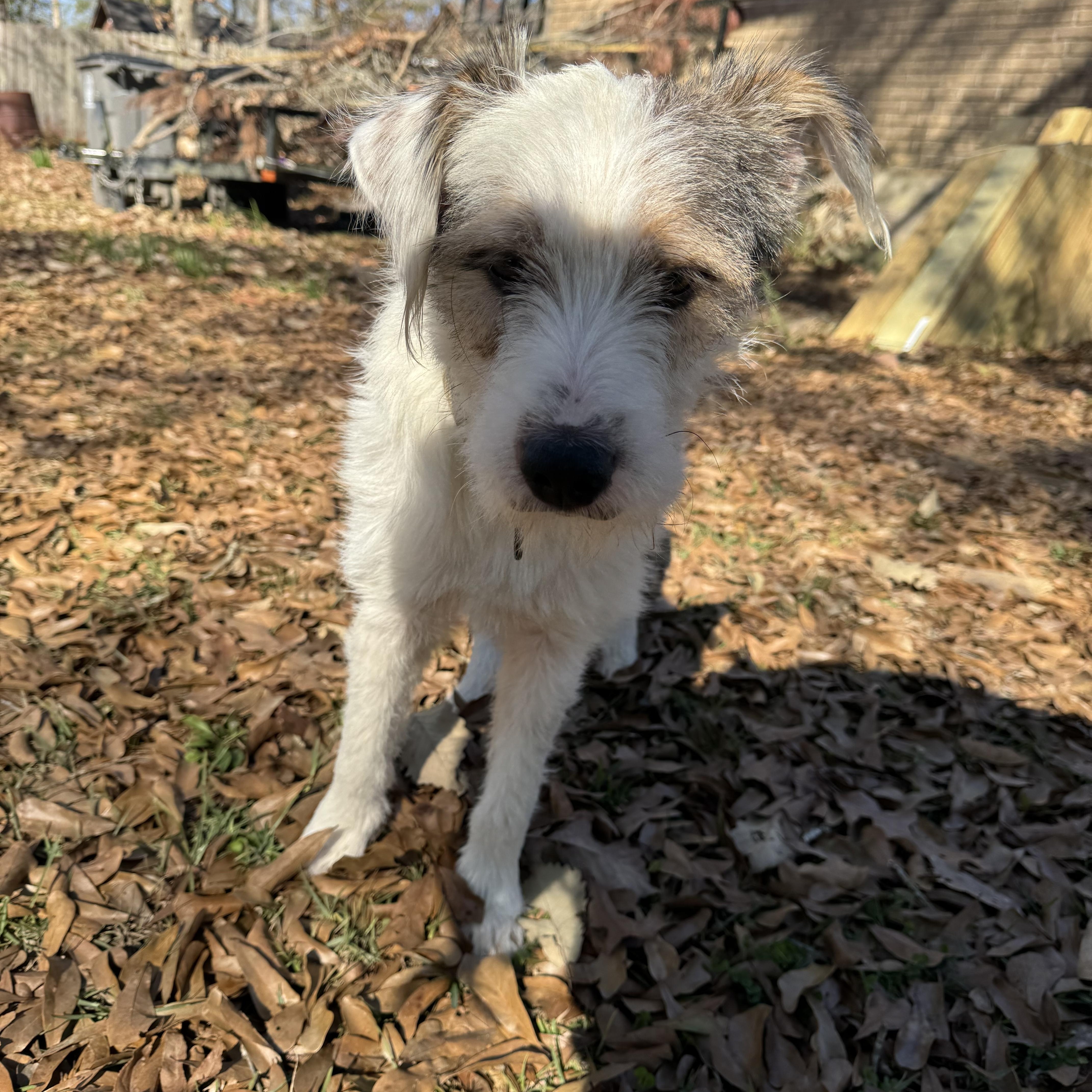 Fergus - Adoptable Pet | Petfinder | Petfinder