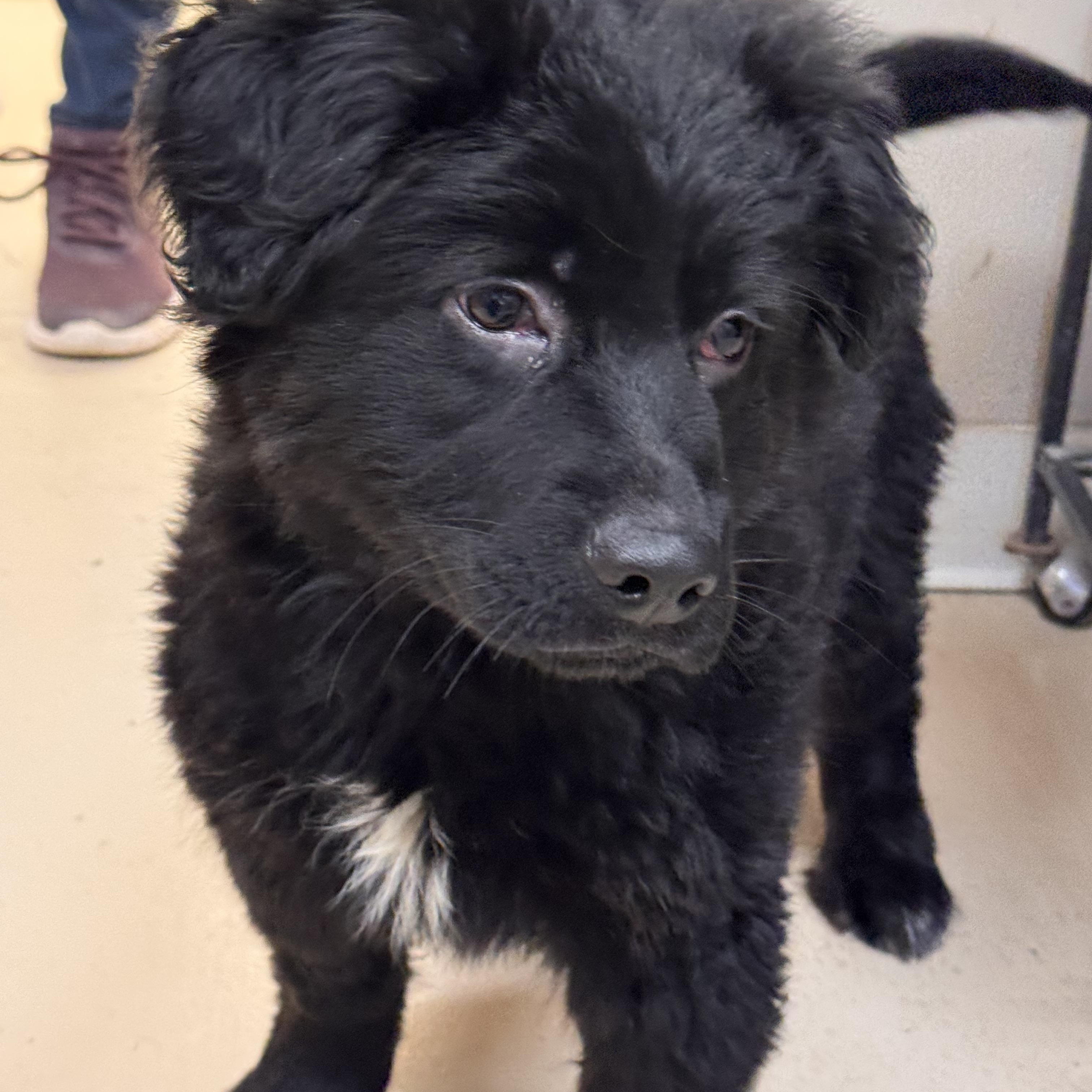 Gabi - Adoptable Pet | Petfinder | Petfinder