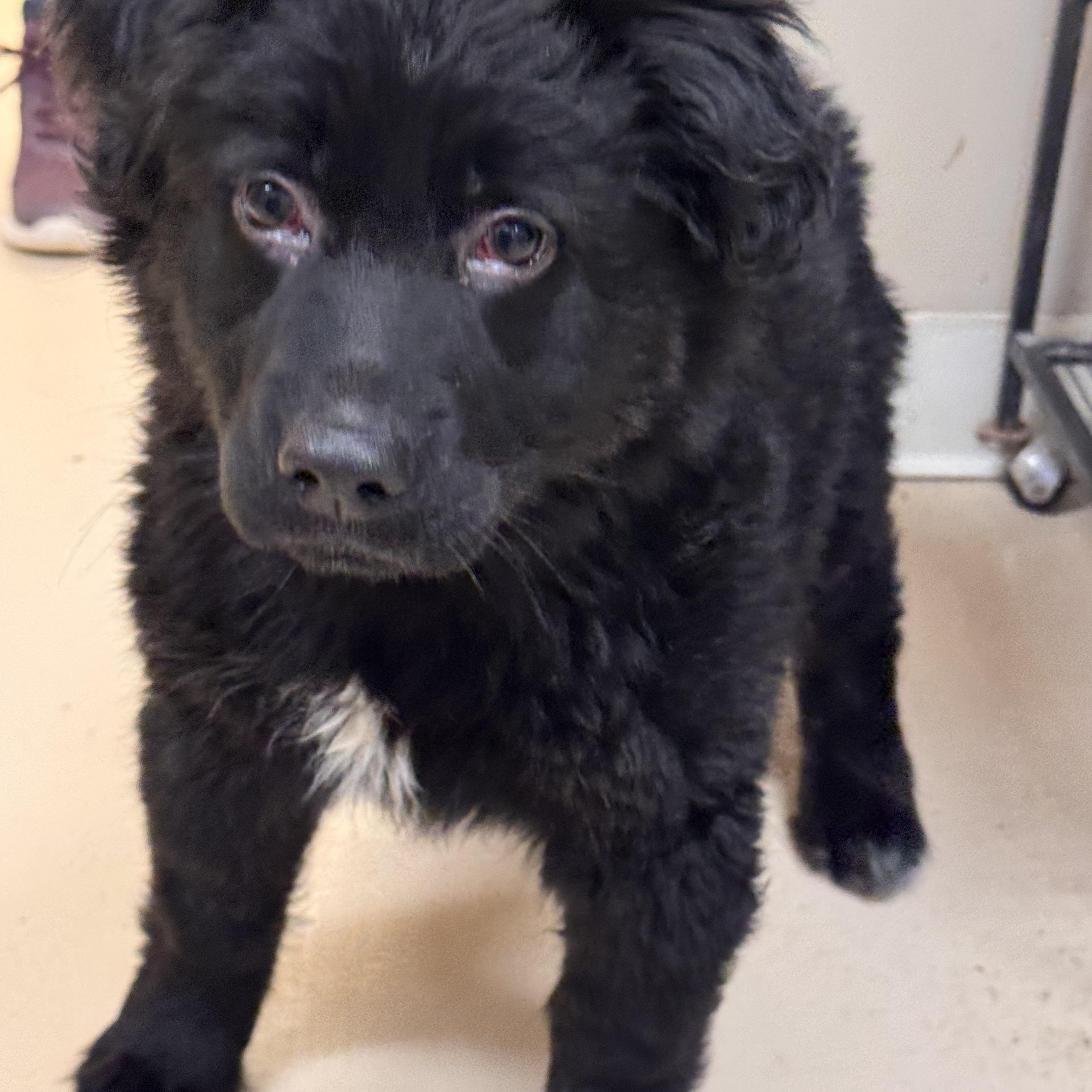 Gabi - Adoptable Pet | Petfinder | Petfinder