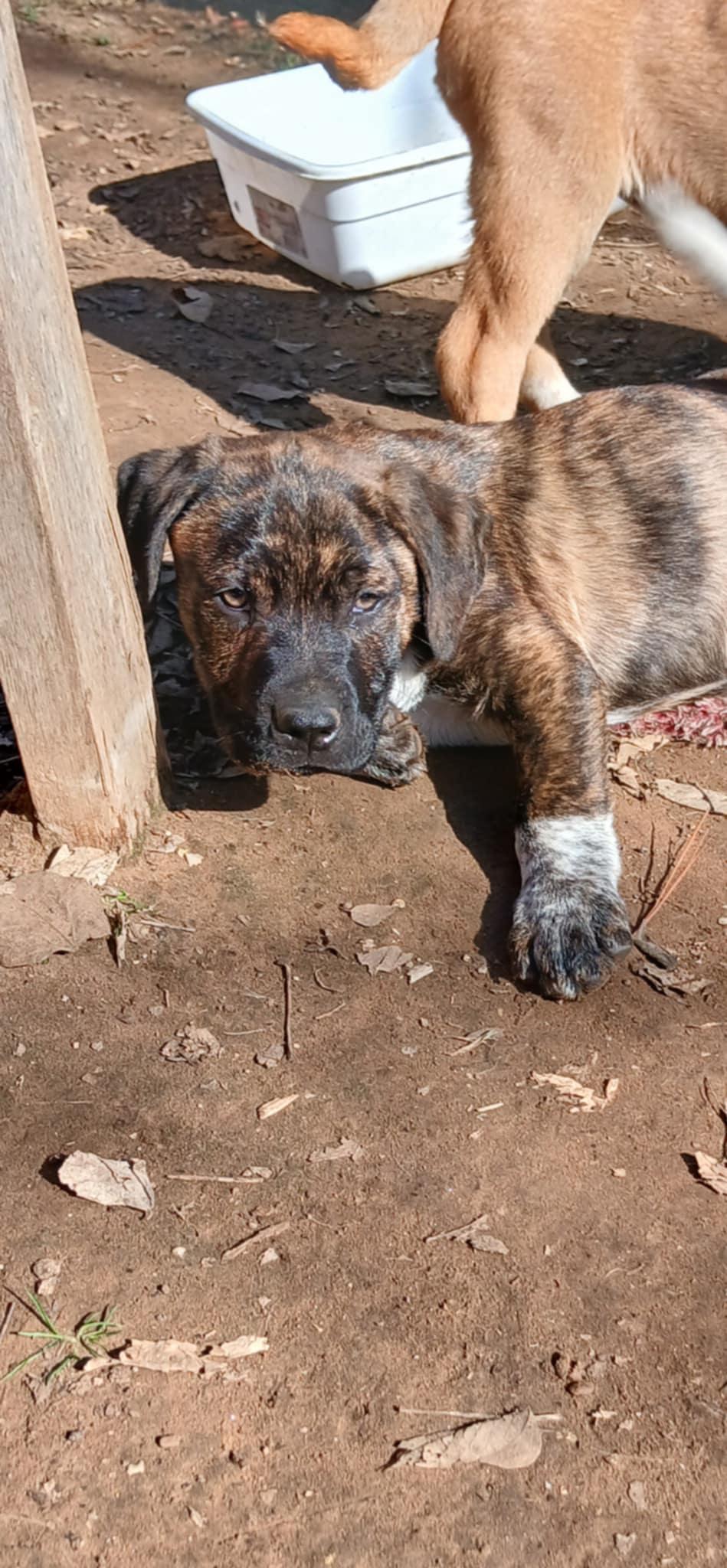 Dog for adoption - Fredo, an American Staffordshire Terrier Mix in ...