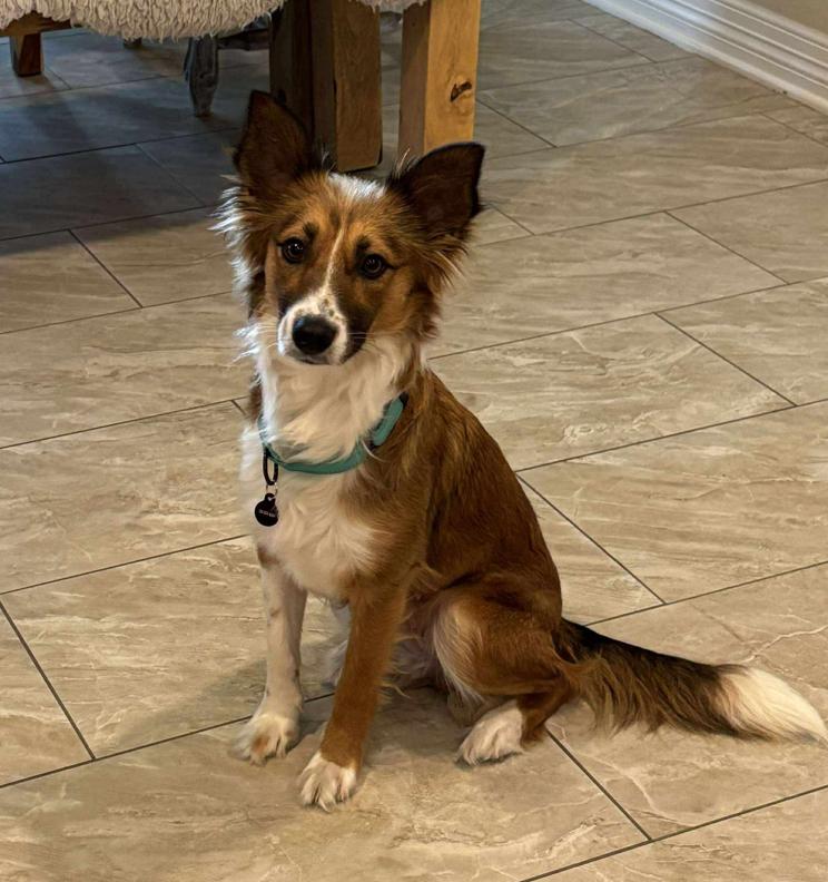 Dog for adoption - Ginger cs, a Collie Mix in Columbia, MD | Petfinder