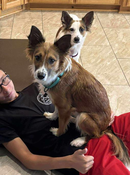 Dog for adoption - Ginger cs, a Collie Mix in Columbia, MD | Petfinder