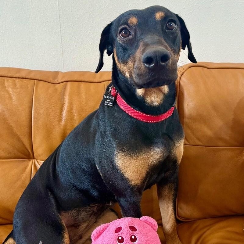 Dog for adoption - Maggie the Mini Dobie, a Doberman Pinscher ...