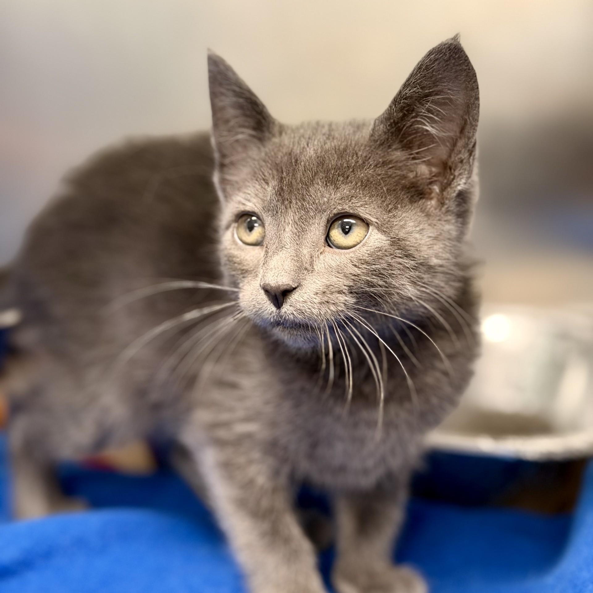 Nimbus - Adoptable Pet | Petfinder | Petfinder