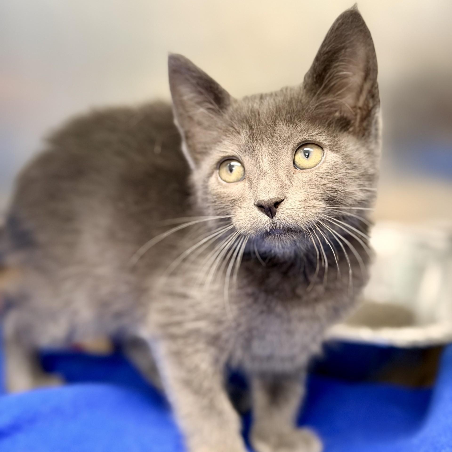 Nimbus - Adoptable Pet | Petfinder | Petfinder