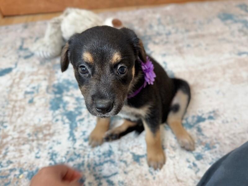 Dog for adoption - Vanessa Pagel, a German Shepherd Dog & Labrador ...