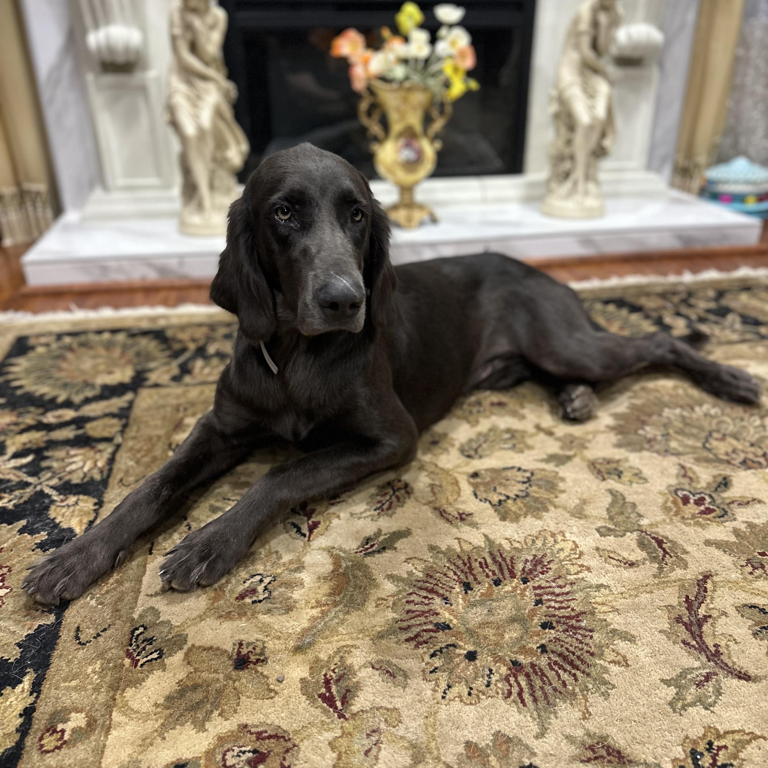 Dog for adoption - Stella, a Black Labrador Retriever Mix in Hartford ...