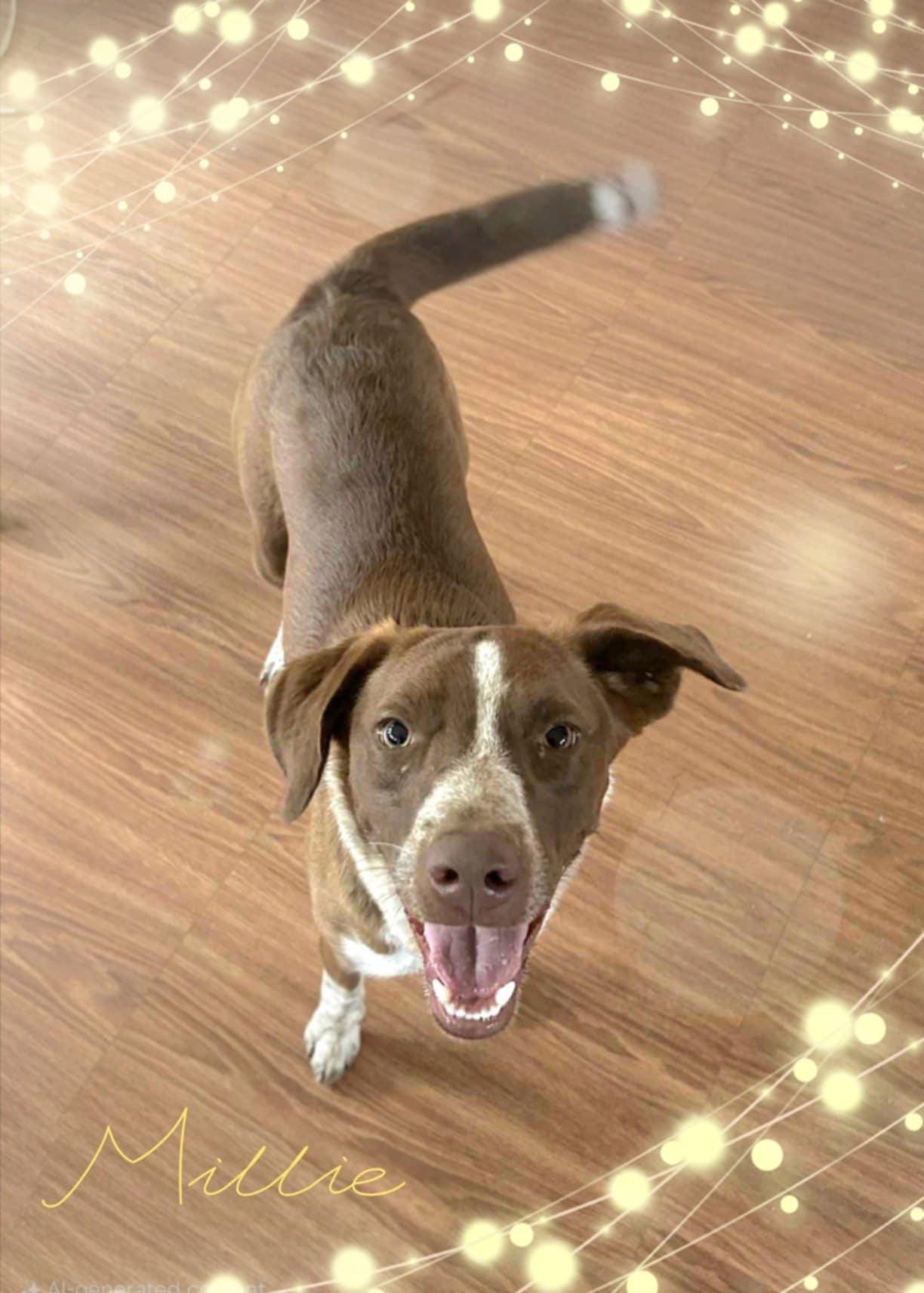 Dog for adoption - Millie, a German Shorthaired Pointer & Border Collie ...