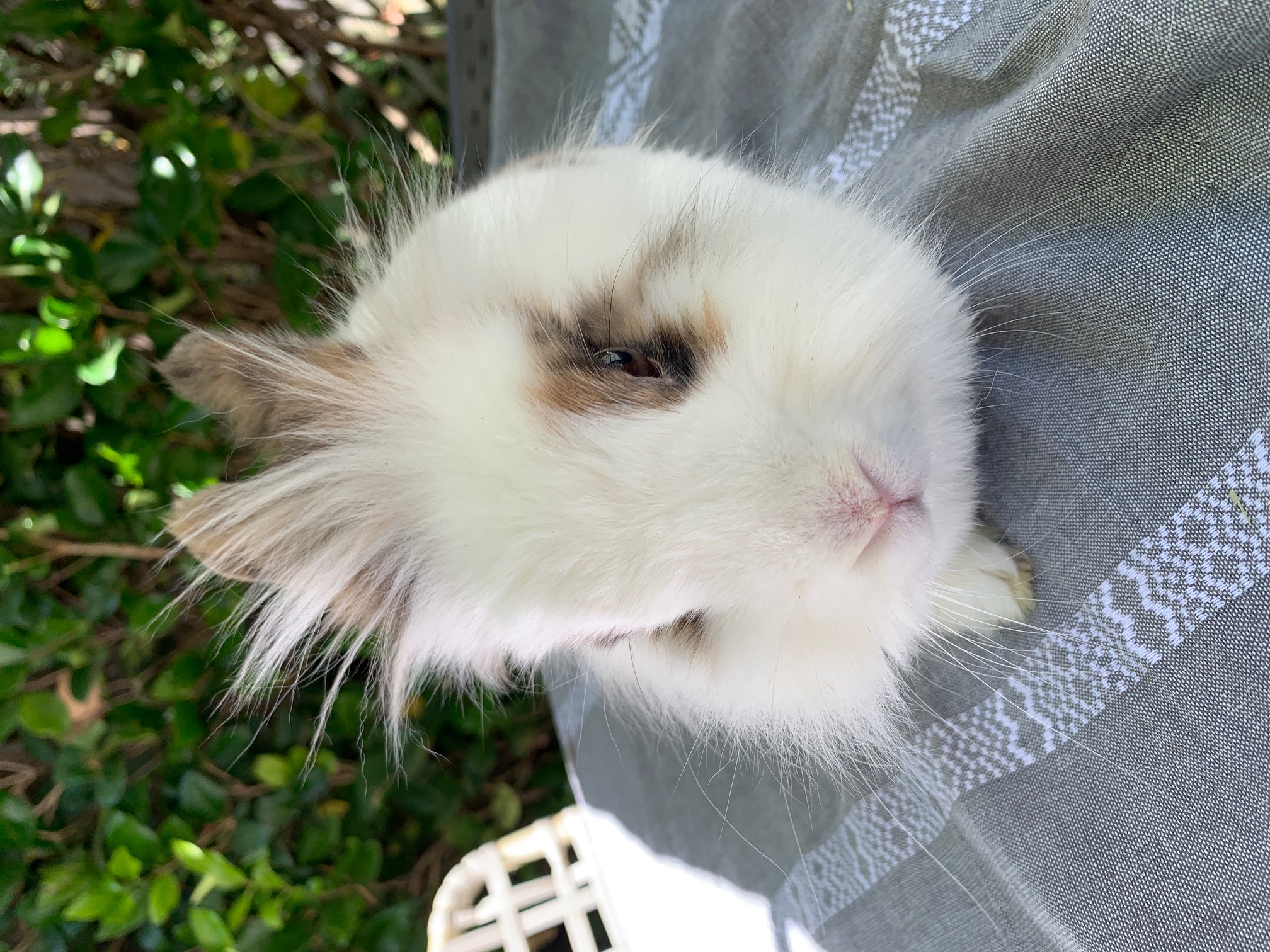 Rabbit for adoption - Holly, a Dwarf & Lionhead Mix in Los Angeles, CA ...