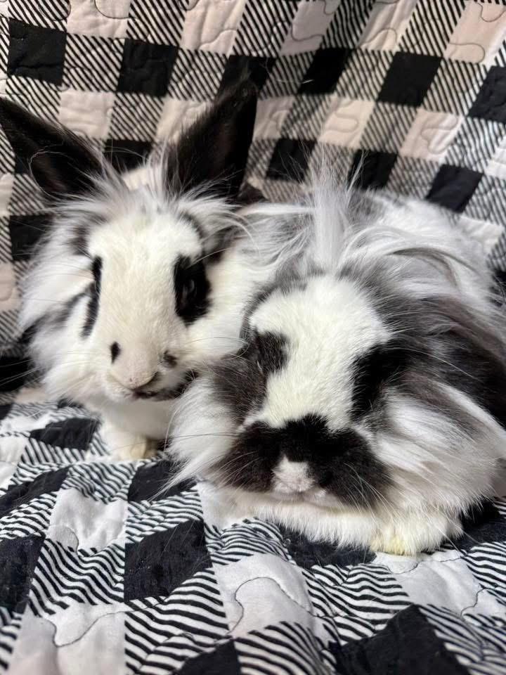 Rabbit for adoption - Anemone and Heffalump, a Lionhead in St. Charles ...