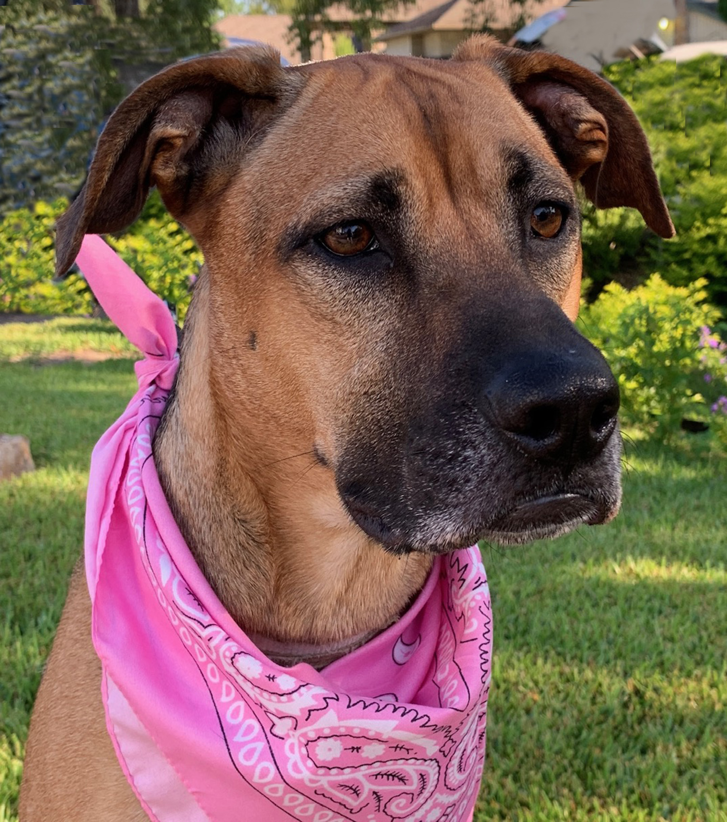 Dog for adoption - STELLA, a Black Mouth Cur & German Shepherd Dog Mix in Groton, CT | Petfinder