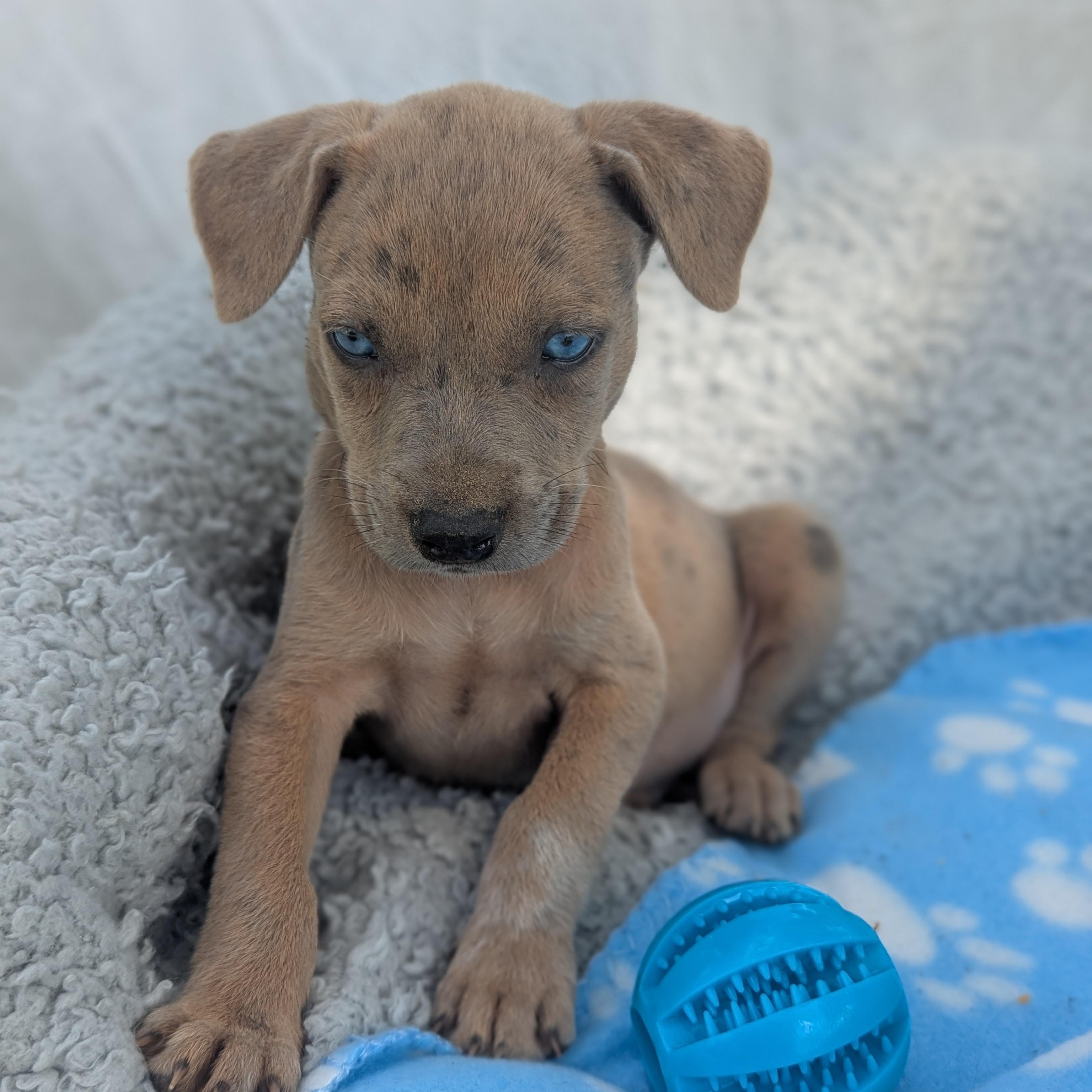 Dog for adoption - Twinkie, a Catahoula Leopard Dog & Boxer Mix in ...