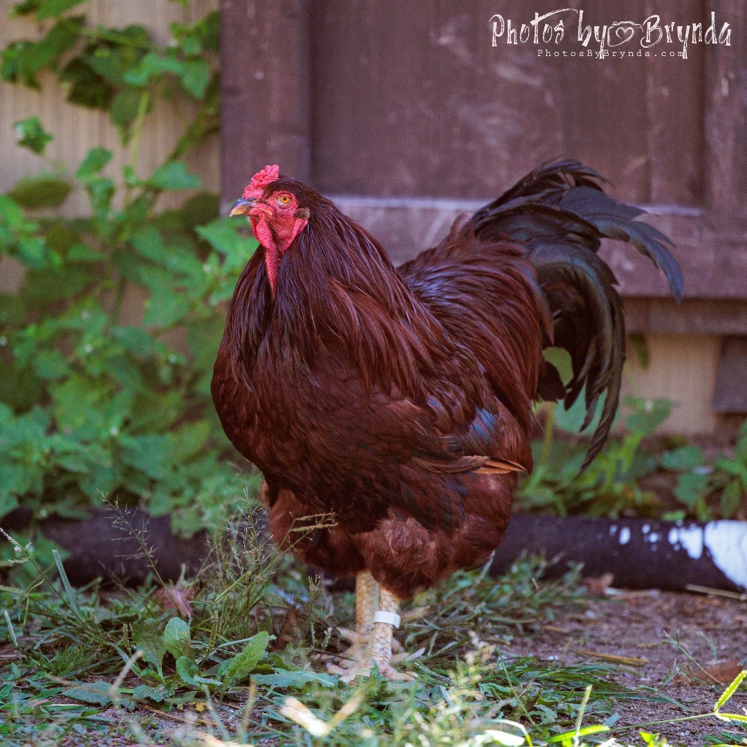 Chicken for adoption - Andy, a Chicken in Ravenna, OH | Petfinder