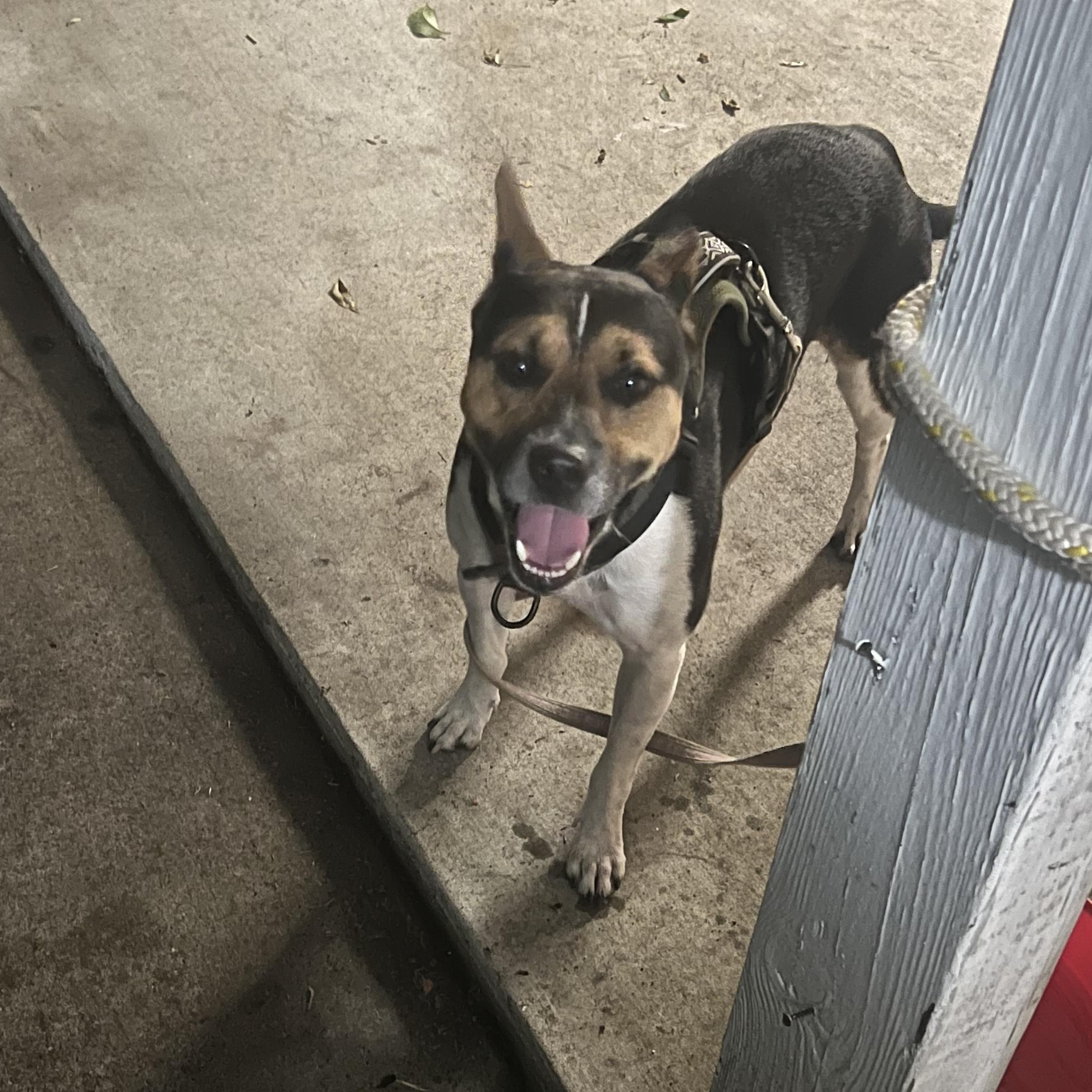 Dog for adoption - Monk, an Australian Kelpie Mix in Staten Island , NY ...