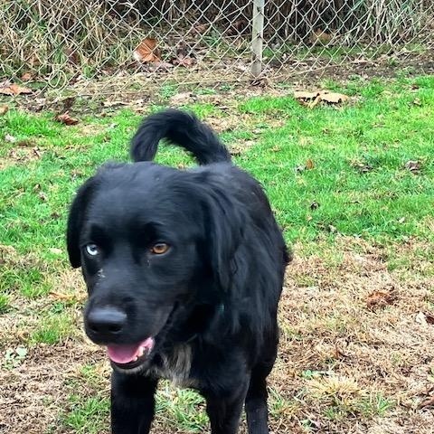 Dog for adoption - ROMAN, a Labrador Retriever & Husky Mix in Cambridge ...