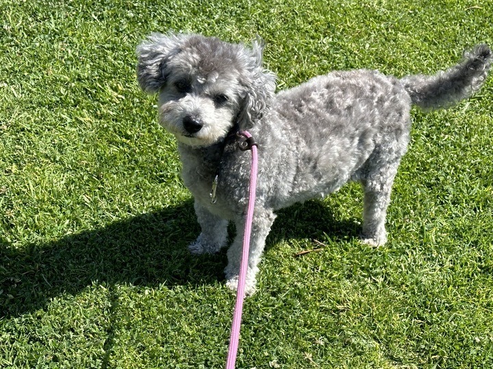 Dog for adoption - Pokey, a Poodle in Los Angeles, CA | Petfinder
