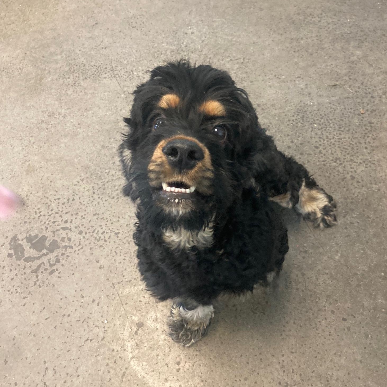 Dog for adoption - Jack Daniel, a Spaniel Mix in Mishawaka, IN | Petfinder