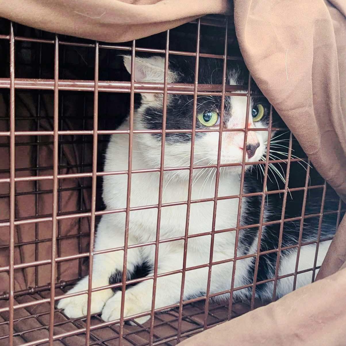 Cat for adoption - Ranger Murray - Barn Cat, a Domestic Short Hair in ...