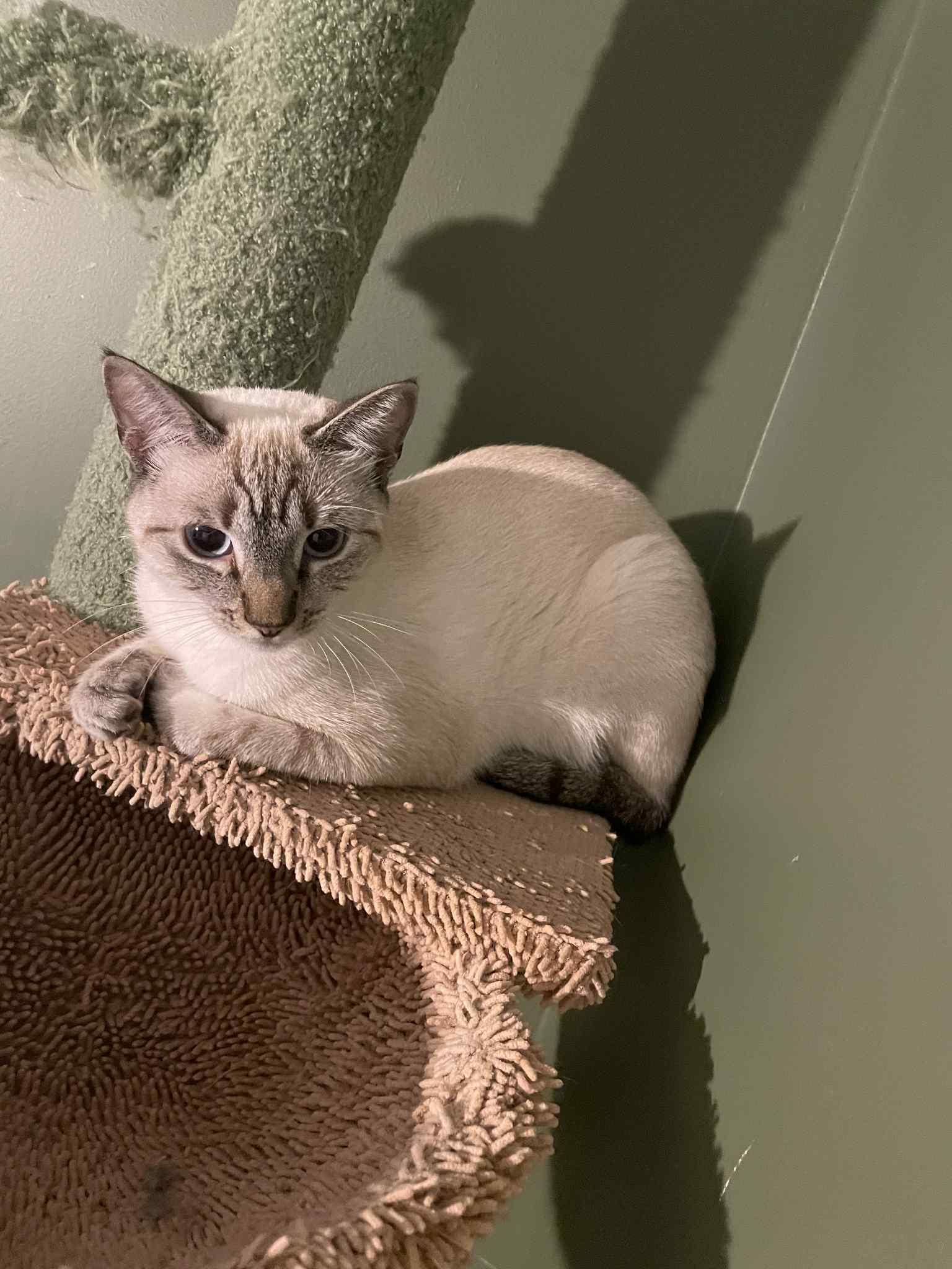 Cat for adoption - Ivy, a Siamese in Jacksonville, FL | Petfinder