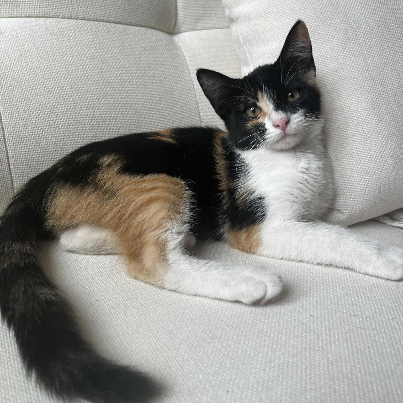 Cat for adoption - Callie, a Calico in South Amboy, NJ | Petfinder