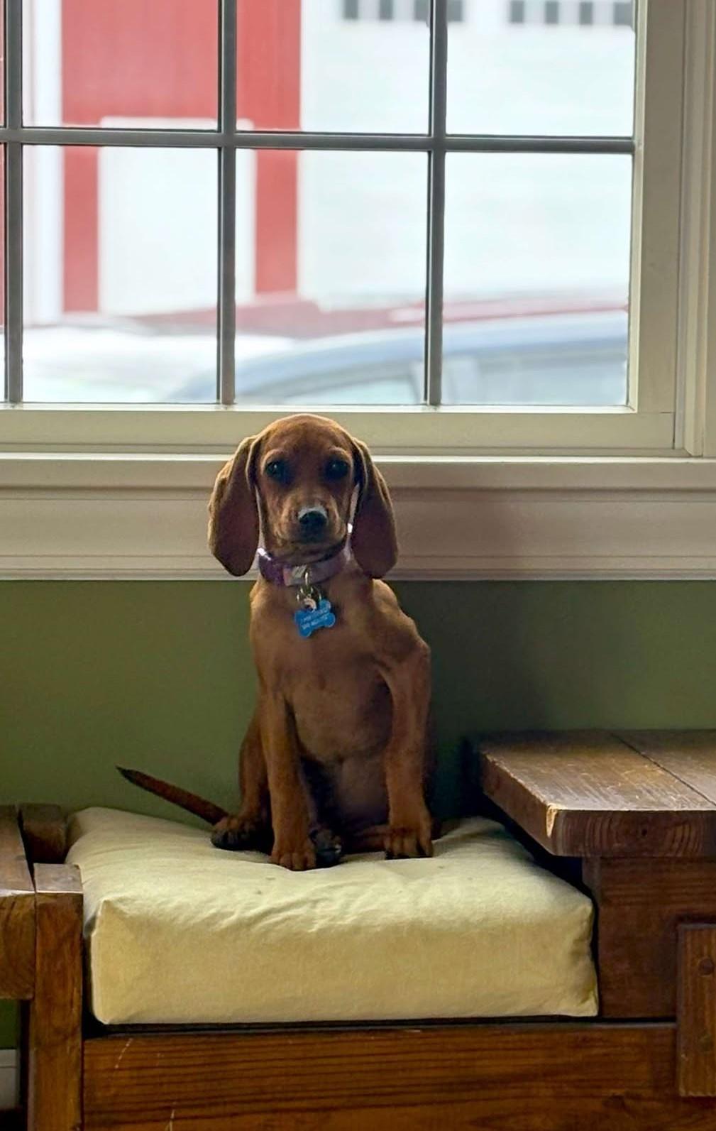 Dog for adoption - Fern, a Bloodhound & Beagle Mix in Rochester, NY | Petfinder
