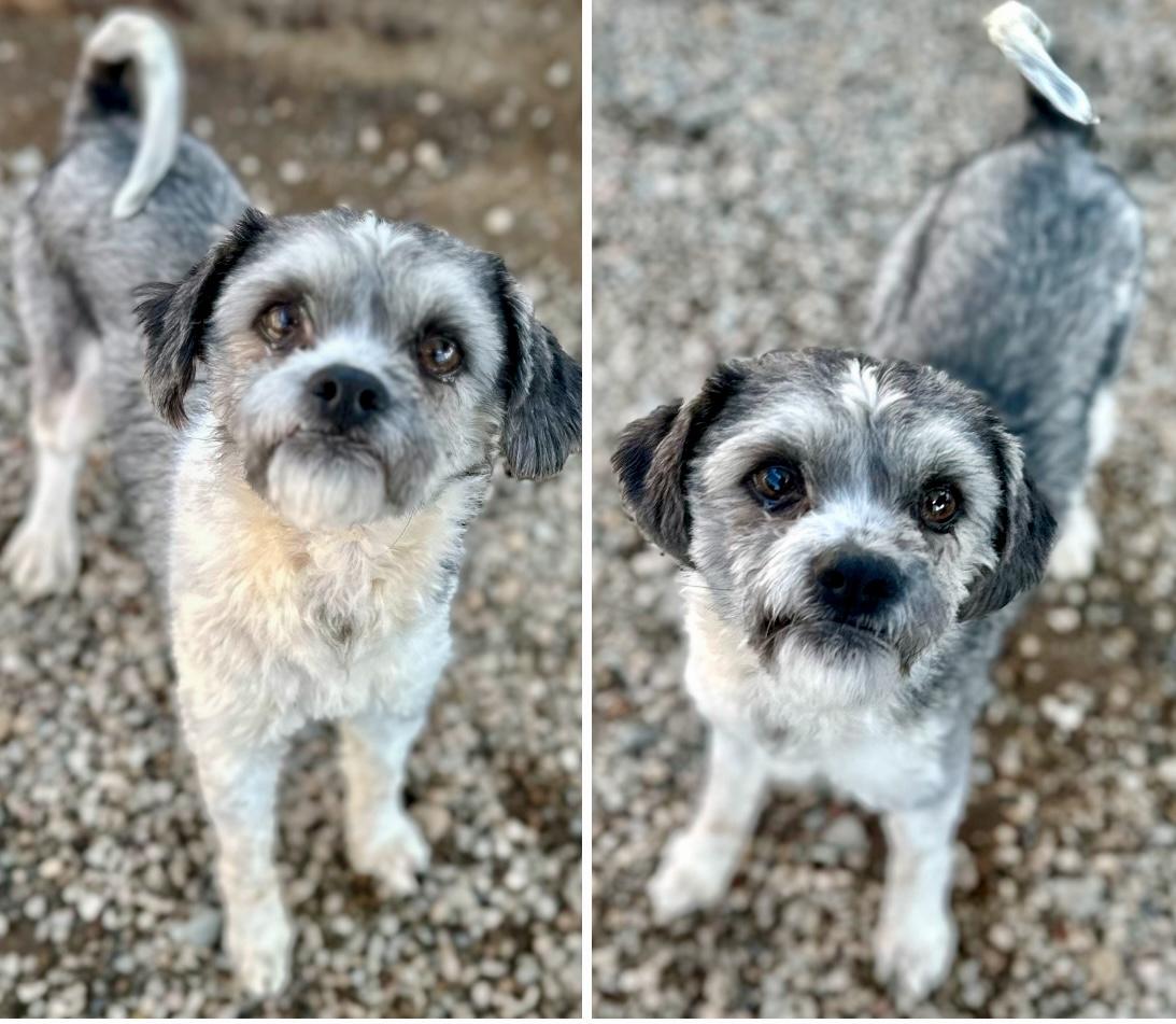 Dog for adoption - Lil Bean (Hypoallergenic), a Shih poo & Shiba Inu ...