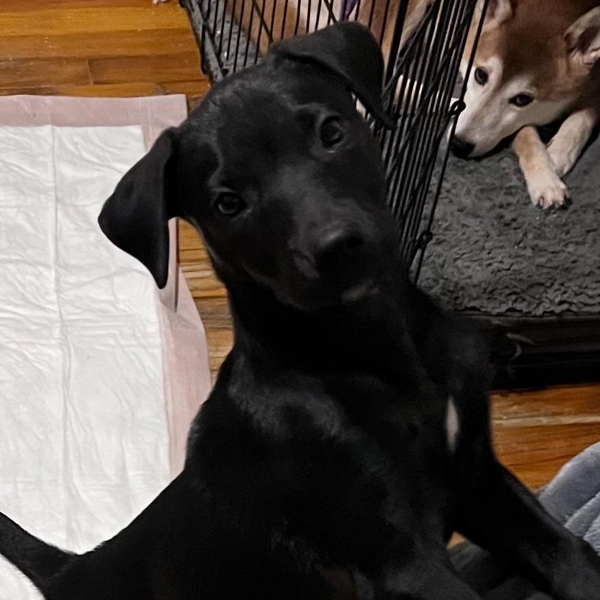 Dog for adoption - Sage, a Labrador Retriever Mix in Carmel, NY | Petfinder