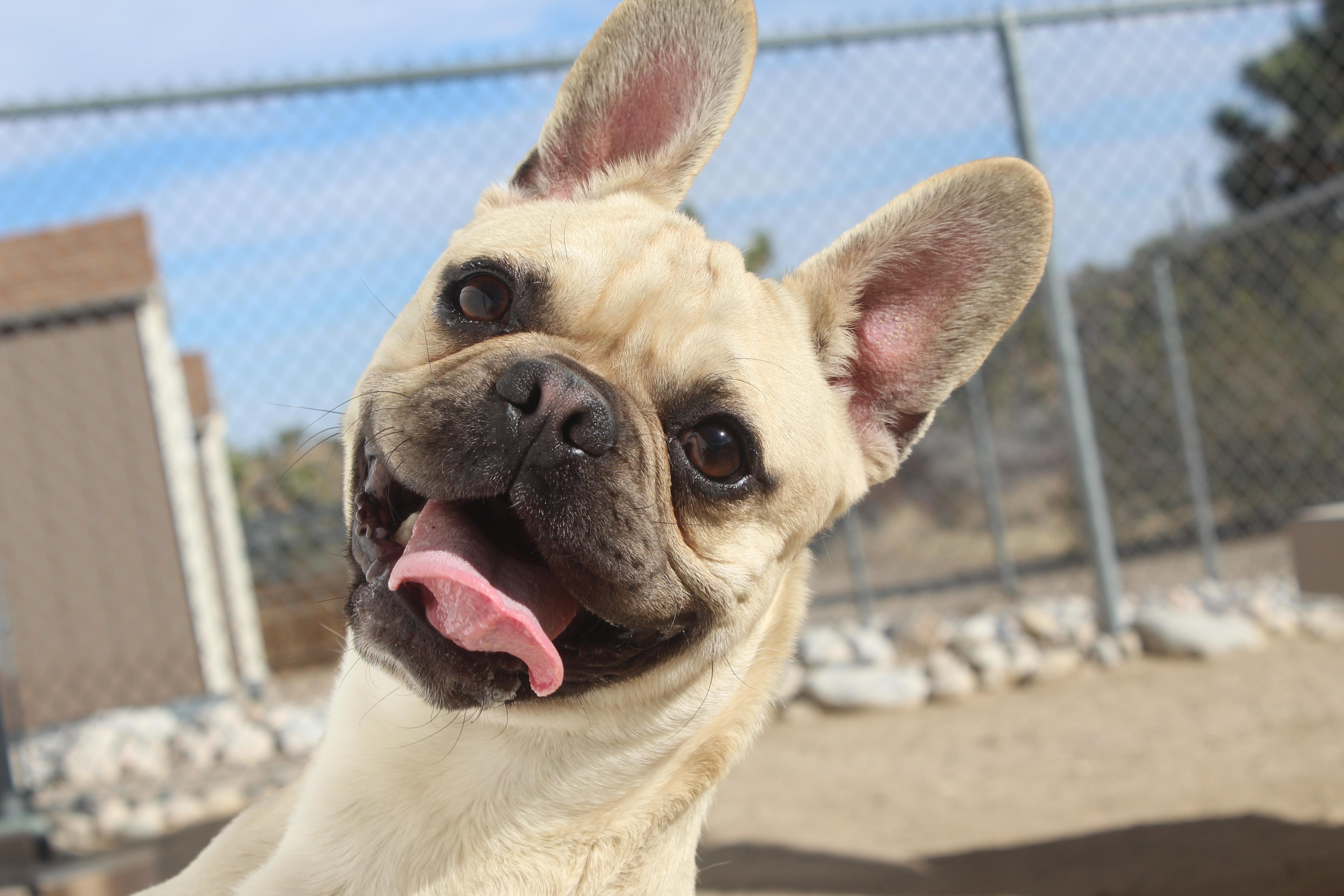 Dog for adoption - Jimmy Sherlock Bones, a French Bulldog & Pug Mix in ...