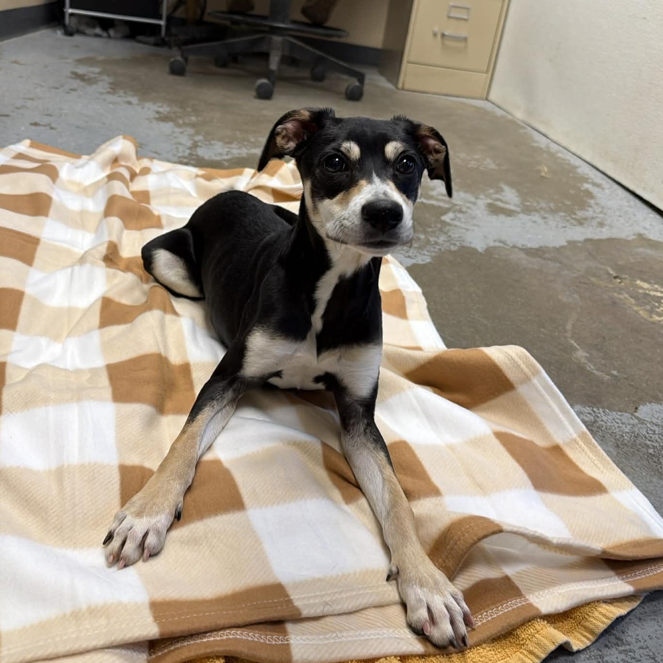 Lasso - Adoptable Pet | Petfinder | Petfinder