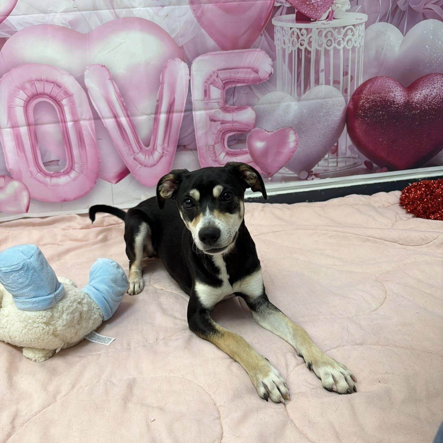 Lasso - Adoptable Pet | Petfinder | Petfinder