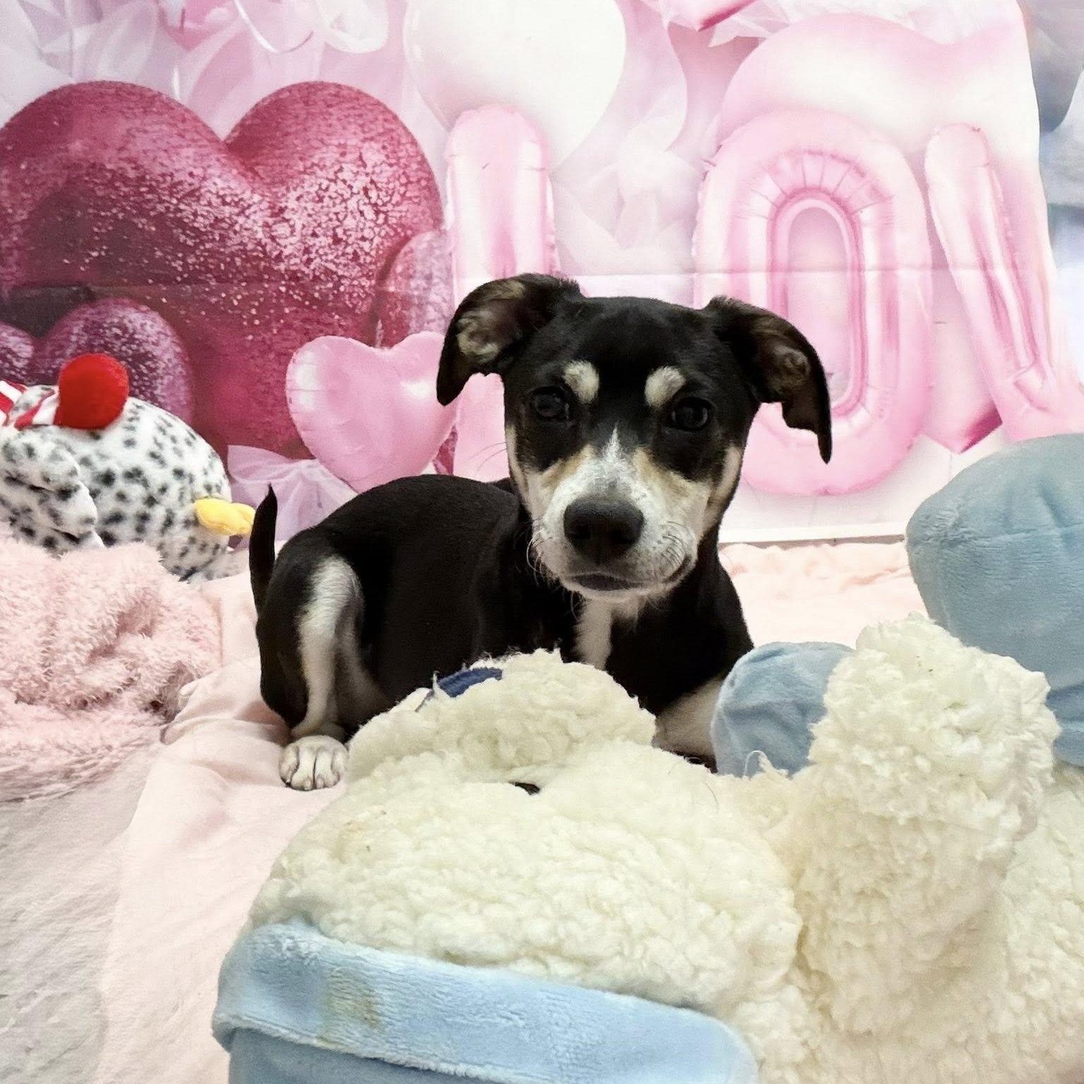 Lasso - Adoptable Pet | Petfinder | Petfinder