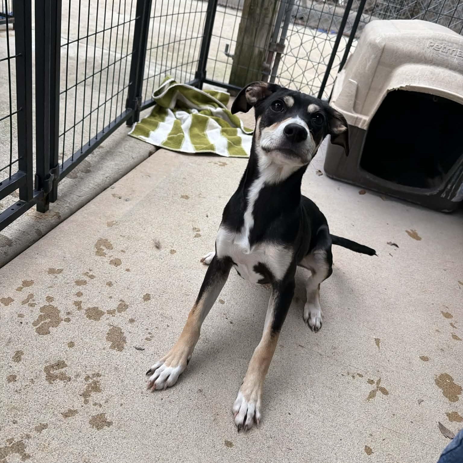 Lasso - Adoptable Pet | Petfinder | Petfinder