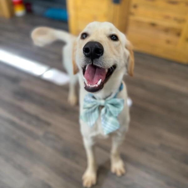 Dog for adoption - Thor Goofy God of Love, a Golden Retriever ...