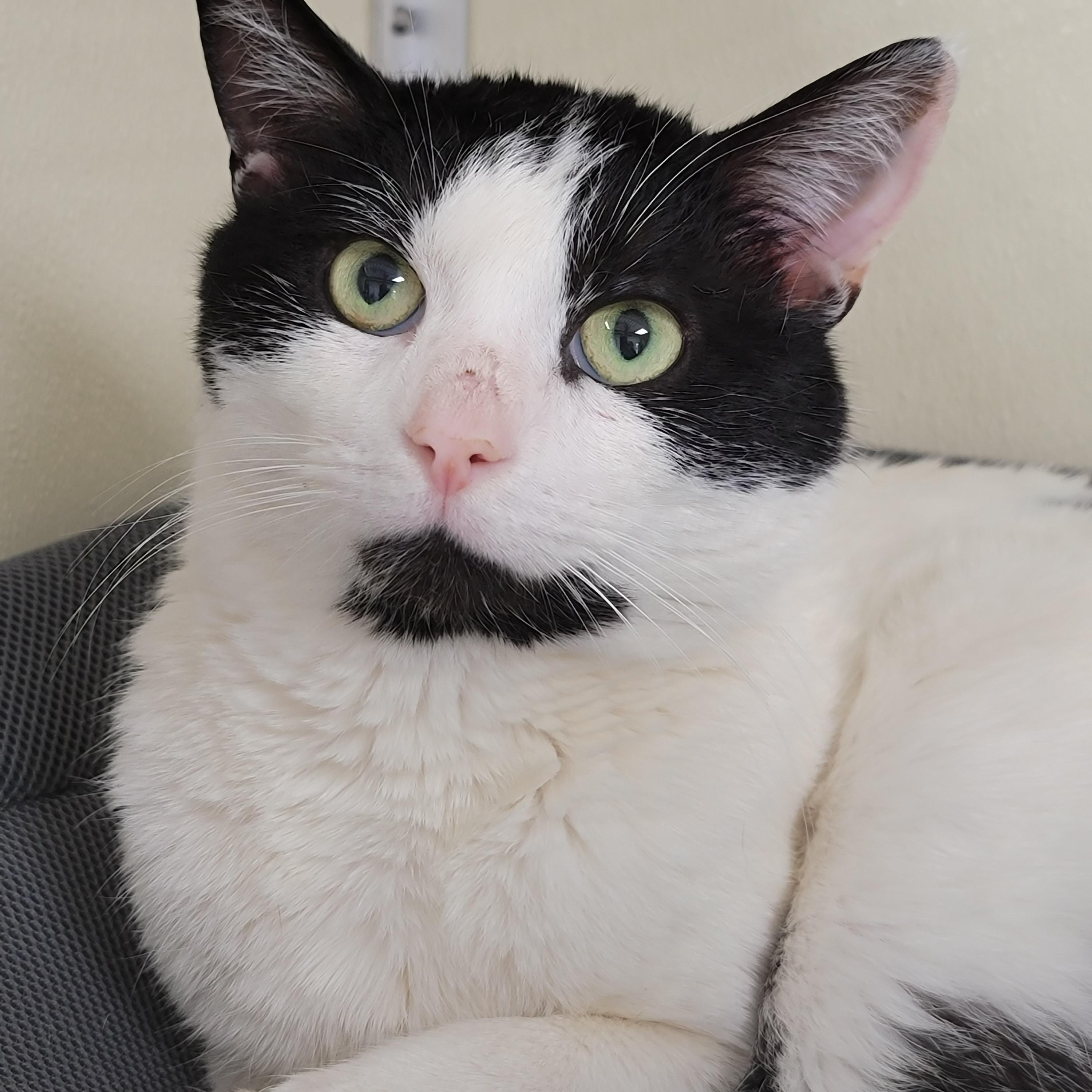 Cat for adoption - Buzz, a Domestic Short Hair in Hornell, NY | Petfinder