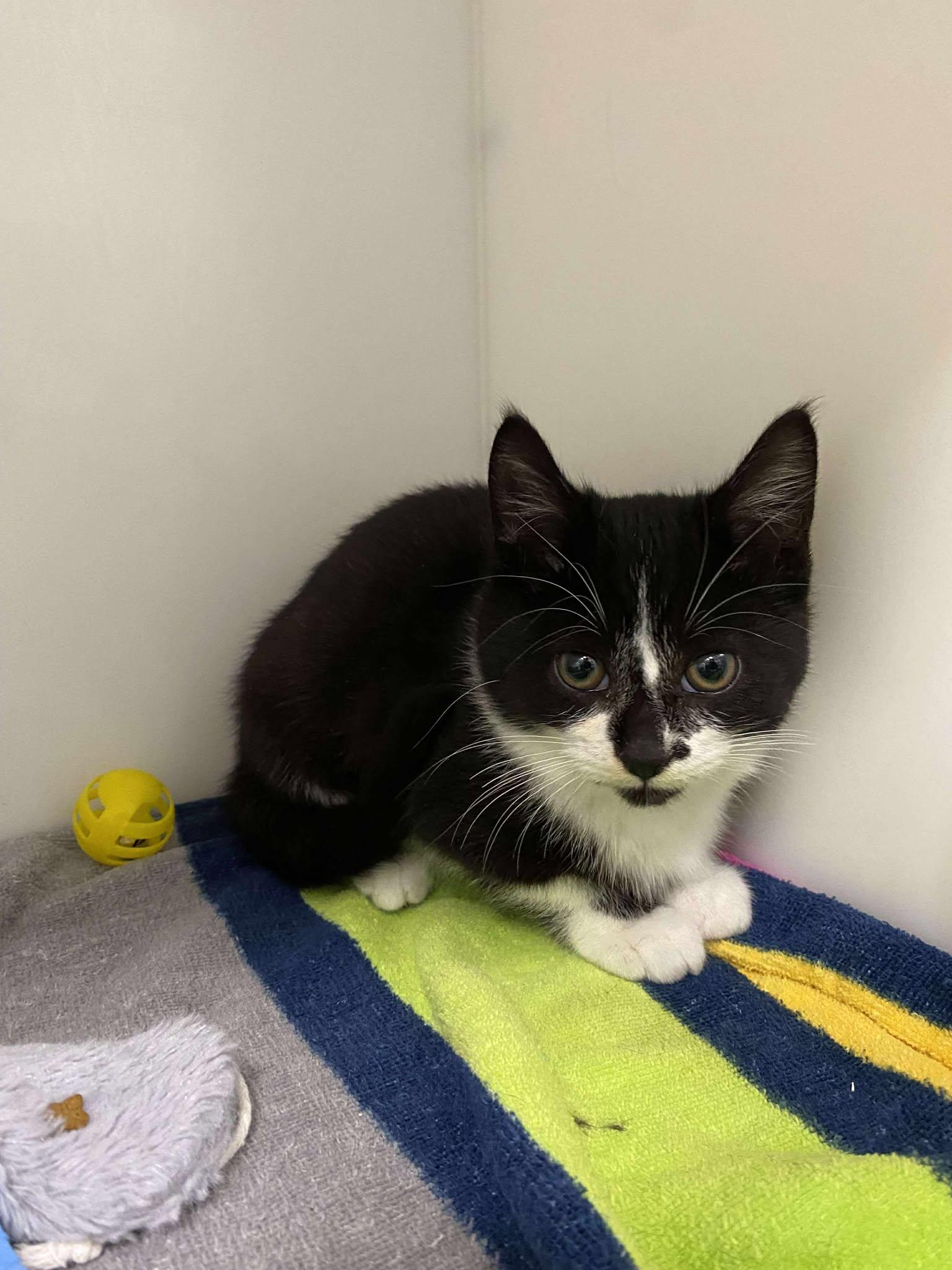 Cat for adoption - Tofu, a Domestic Short Hair in Delson, QC | Petfinder