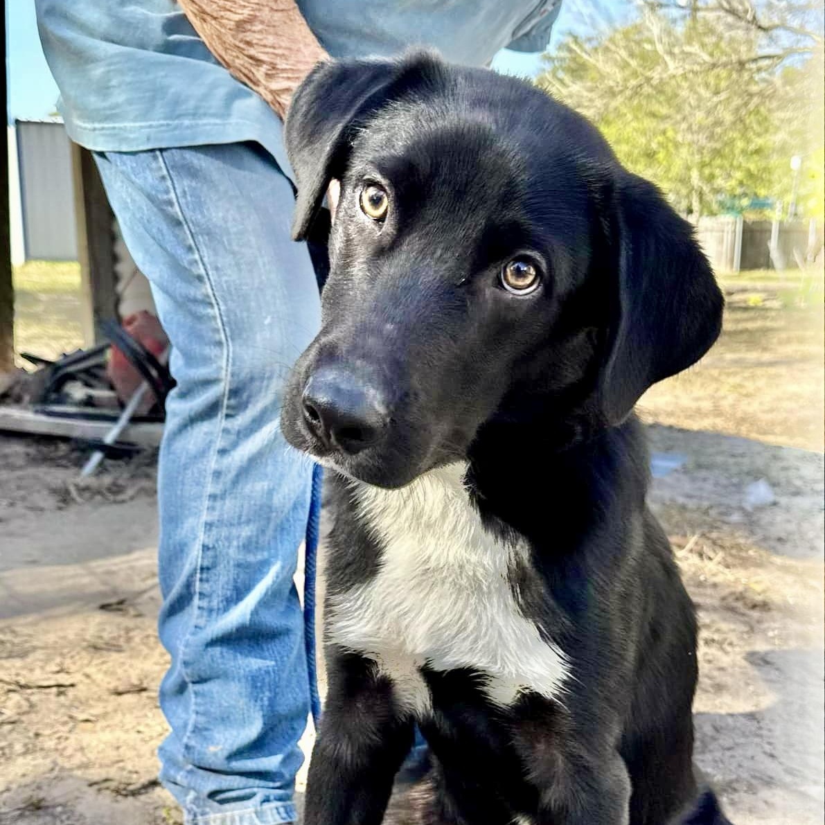 Dog for adoption - Worcestershire, a Labrador Retriever & Australian Cattle Dog / Blue Heeler ...